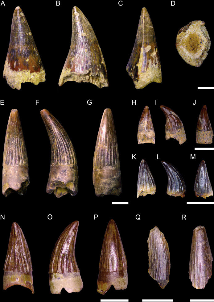 North Sulphur River Teeth identification - Fossil ID - The Fossil Forum