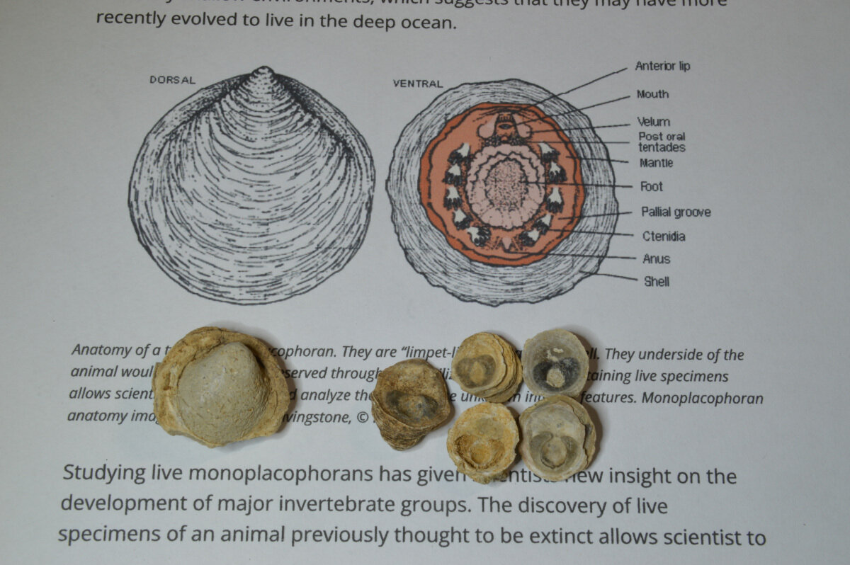 Rudist, limpet, monoplacophora... ? - Fossil ID - The Fossil Forum