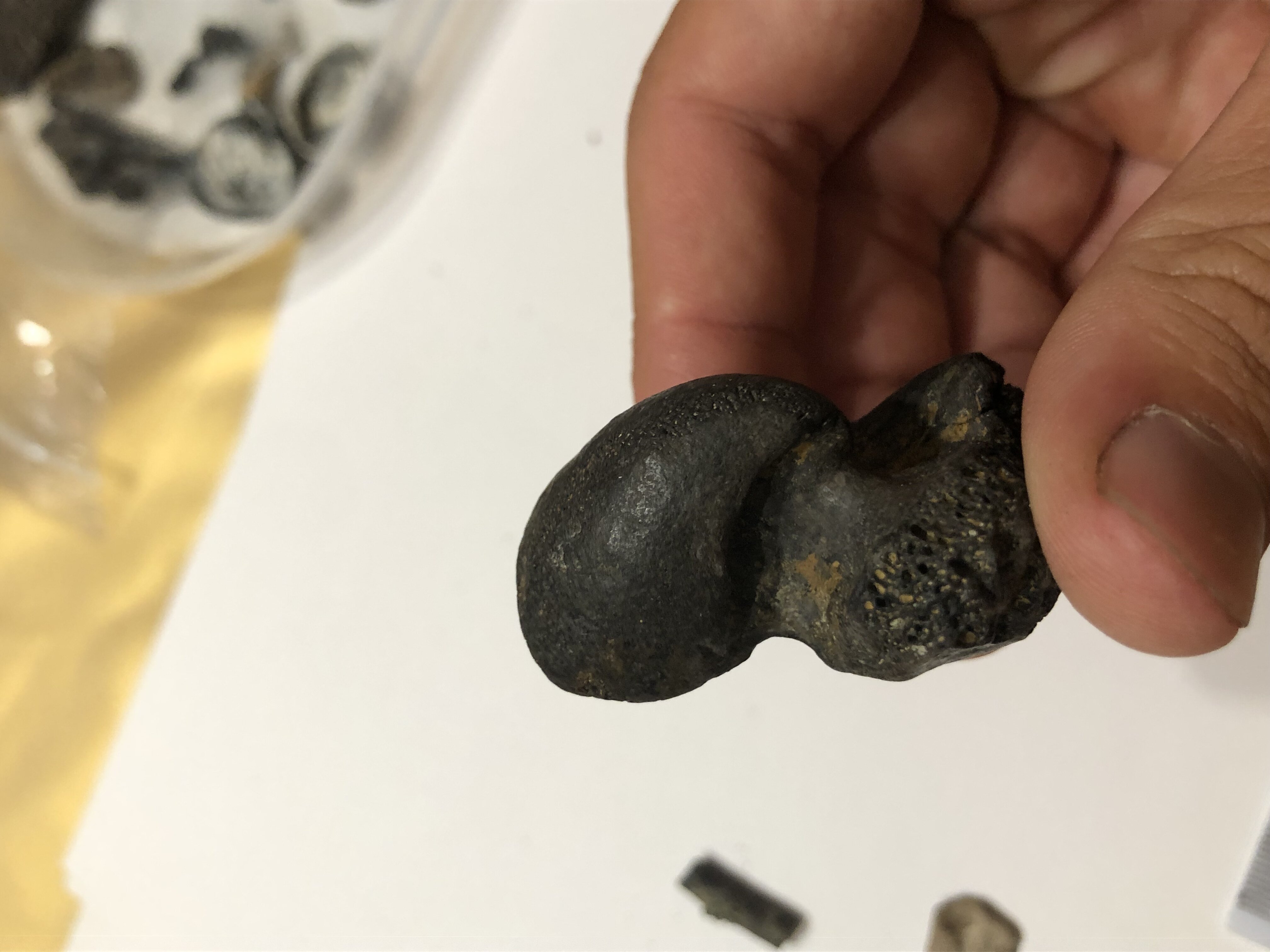 Mammal bone? - Fossil ID - The Fossil Forum