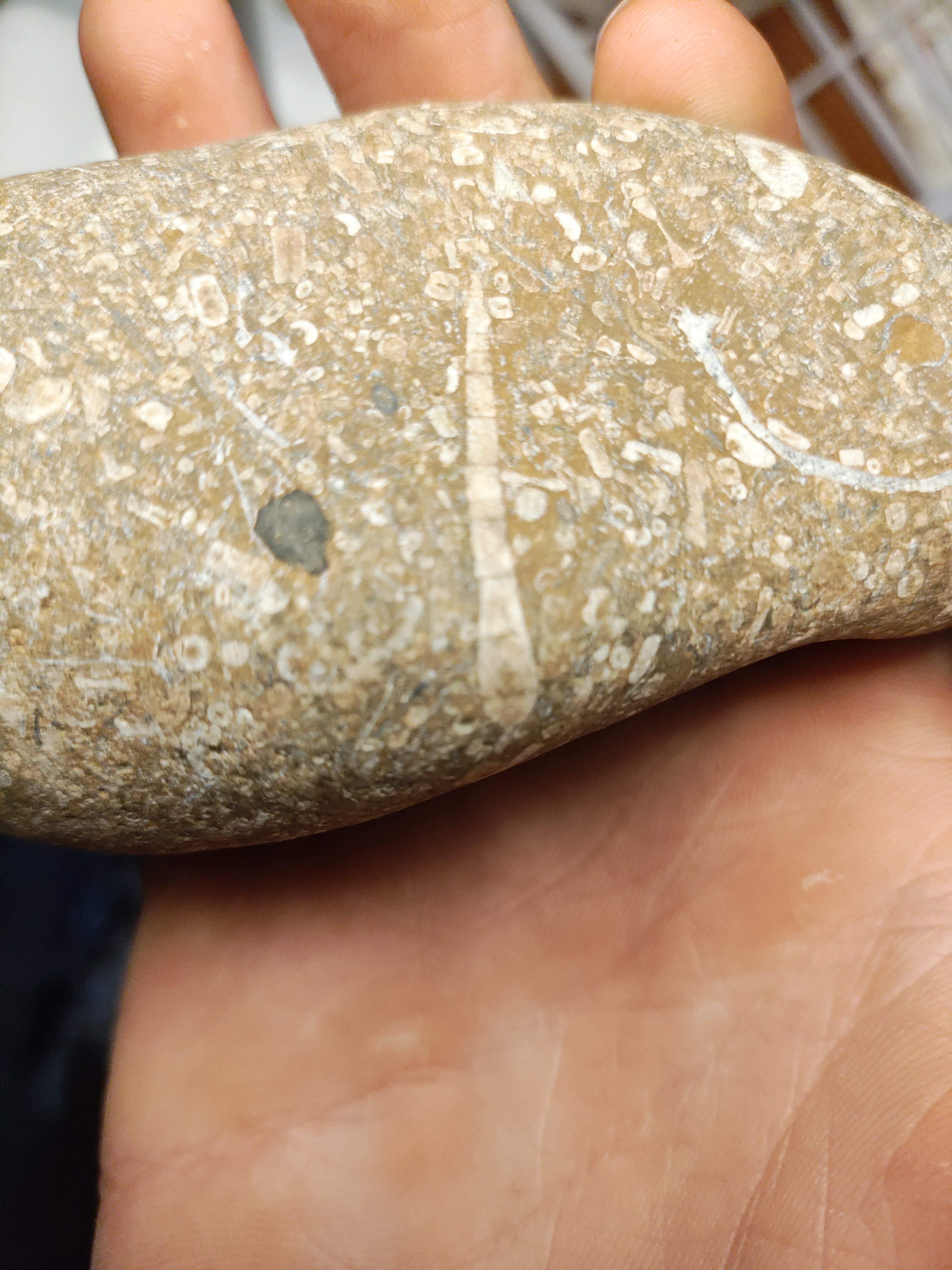 Cephalopod michigan - Fossil ID - The Fossil Forum