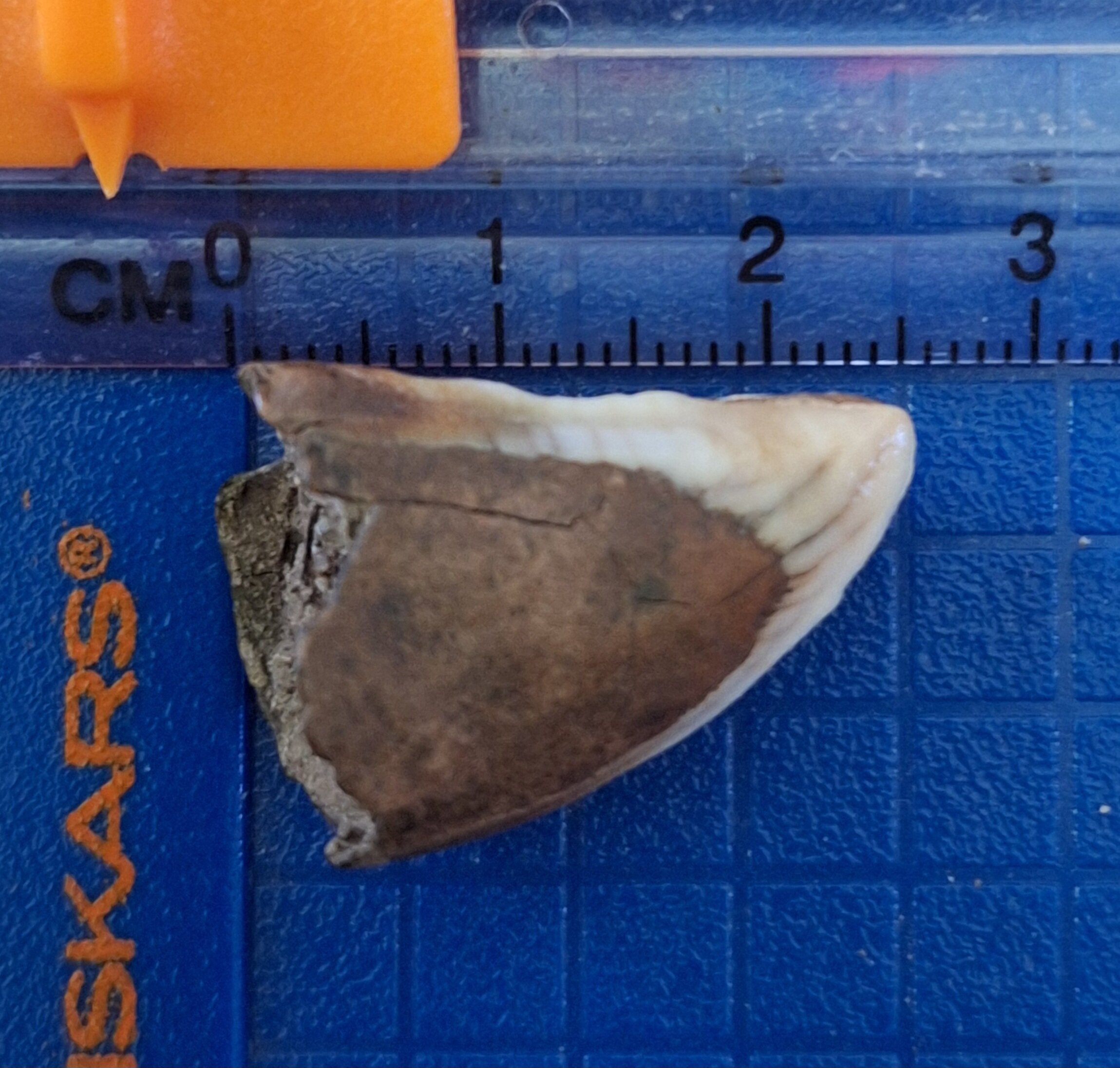 Fossil tooth - Fossil ID - The Fossil Forum