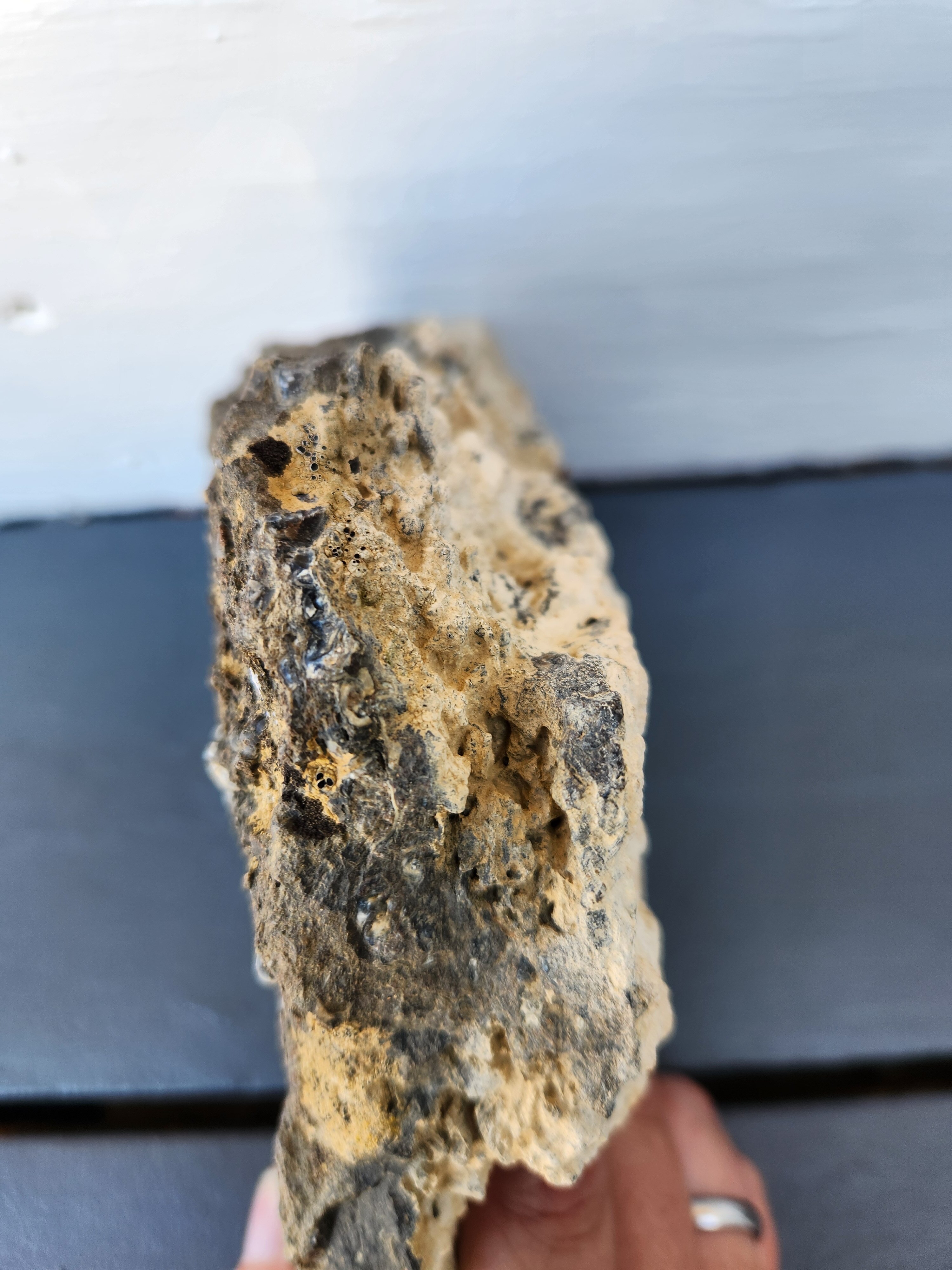 "Turritella" slabs with white discoloration - Fossil Preparation - The ...