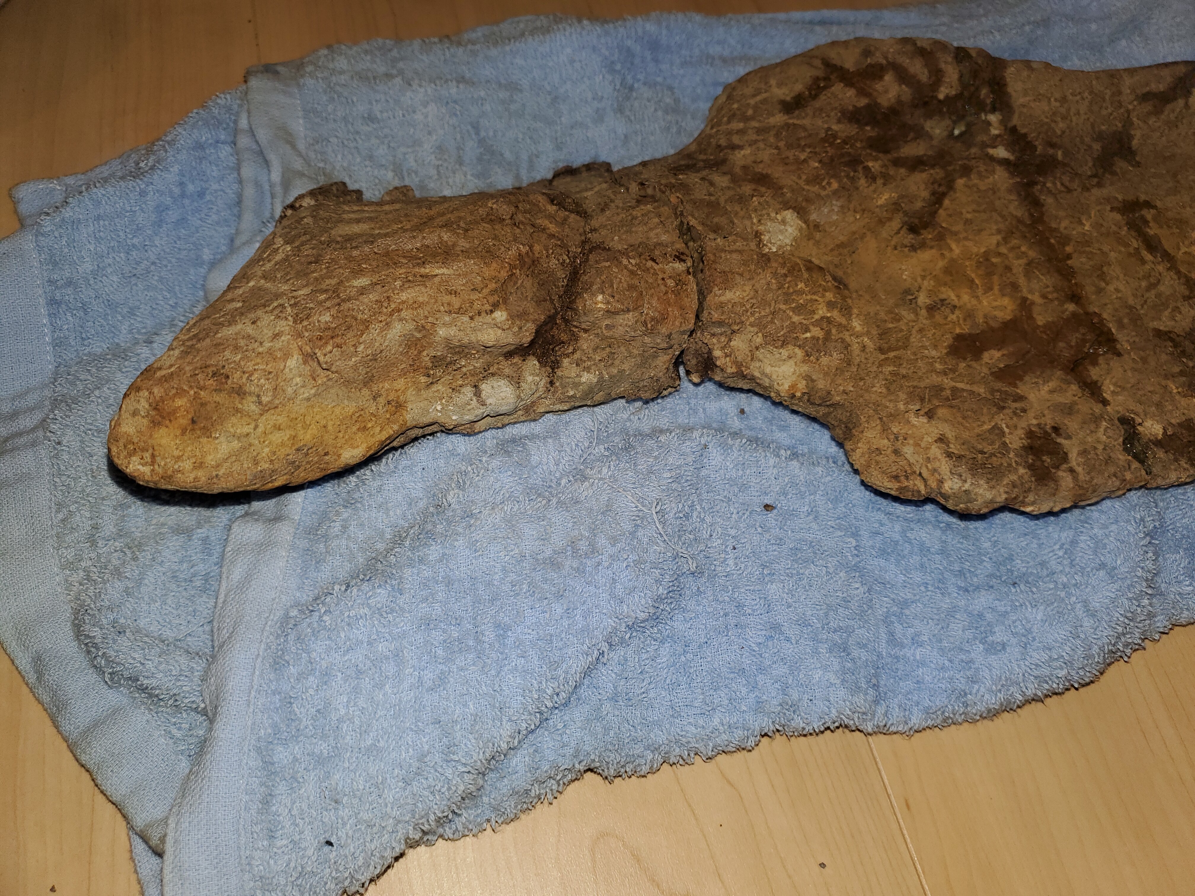 Ceratops frill from San Juan Basin? - Fossil ID - The Fossil Forum