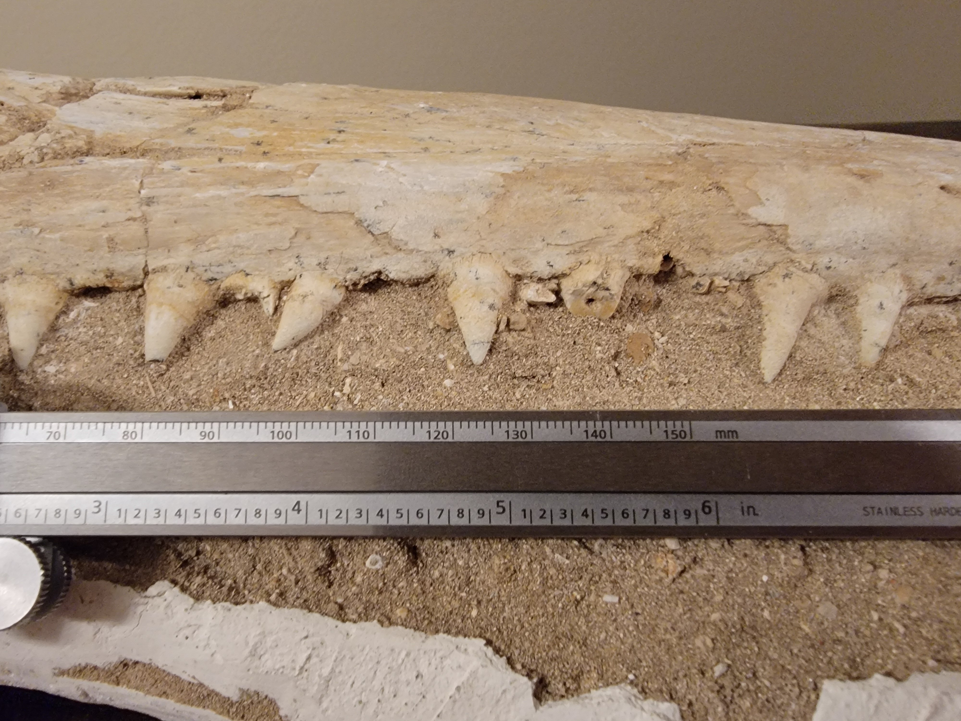 Help ID a Moroccan Fossil jaw? - Fossil ID - The Fossil Forum