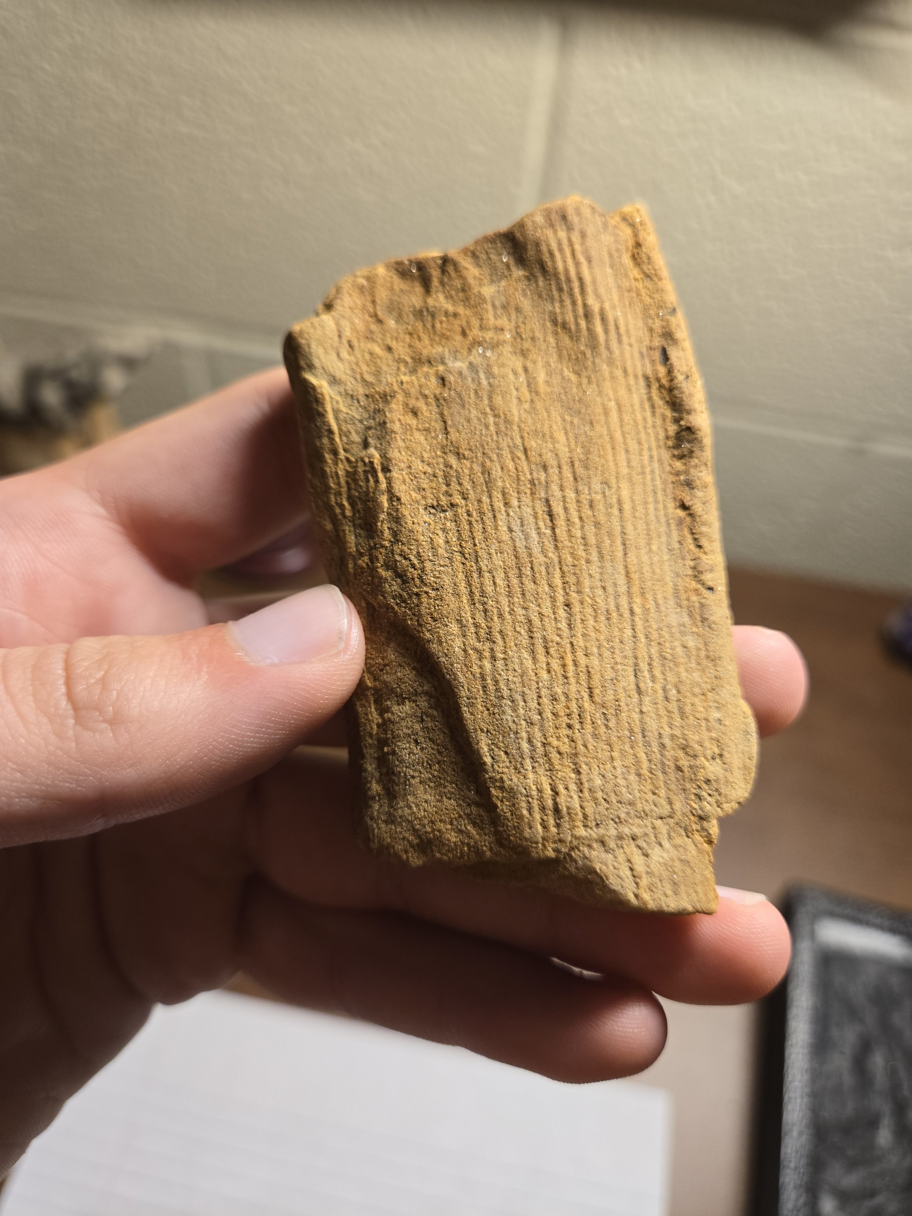 Calamites? - Fossil ID - The Fossil Forum