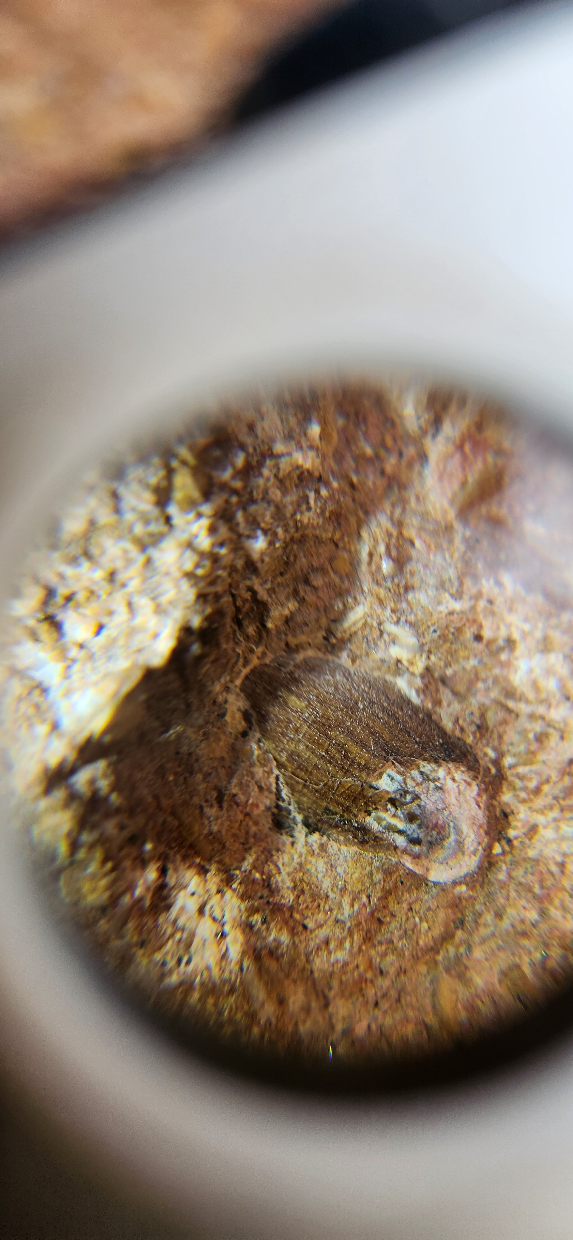 Fossilised tooth? - Fossil ID - The Fossil Forum