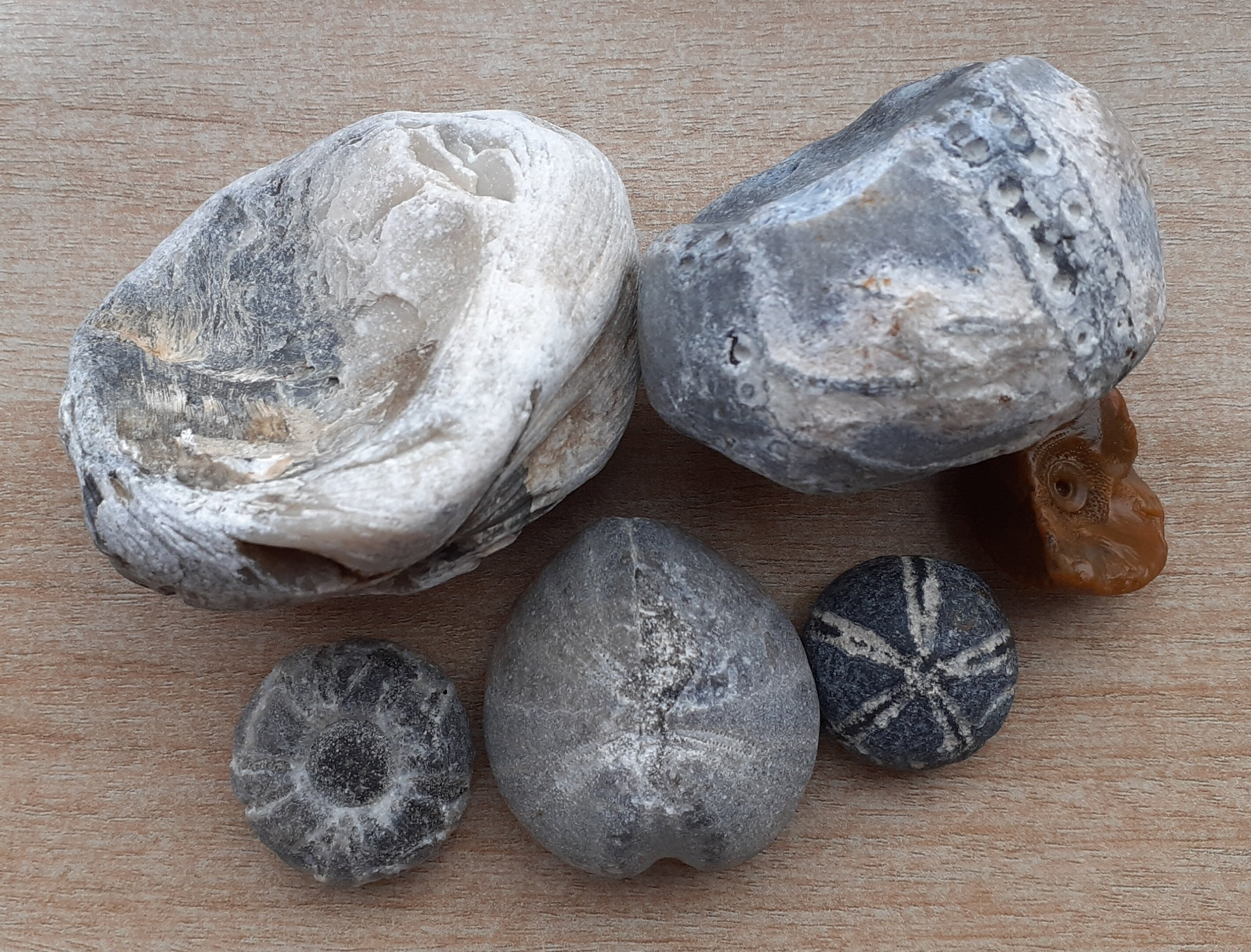 Tooth/tusk or coral? - Fossil ID - The Fossil Forum