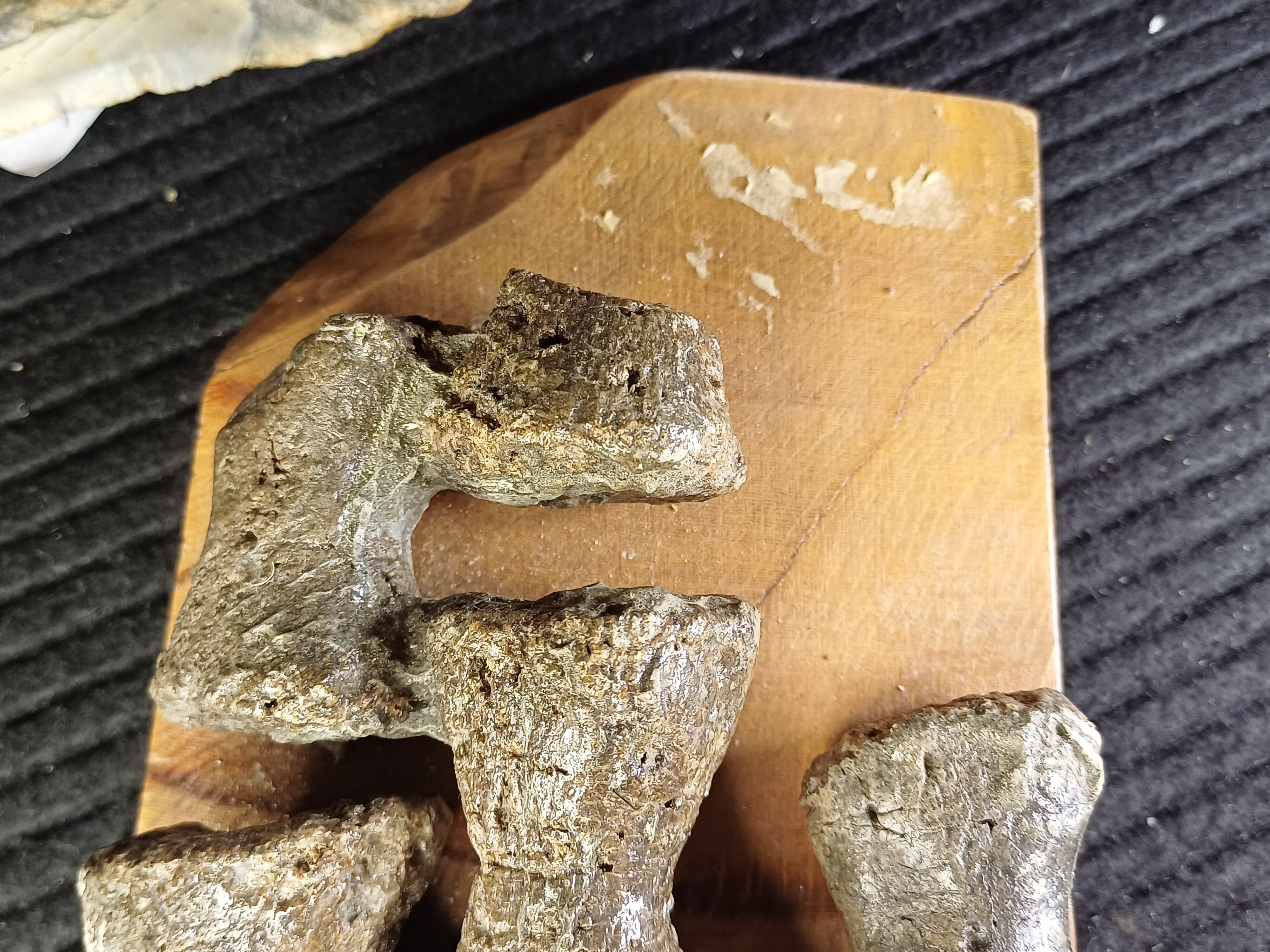 Paddle bones? - Fossil ID - The Fossil Forum
