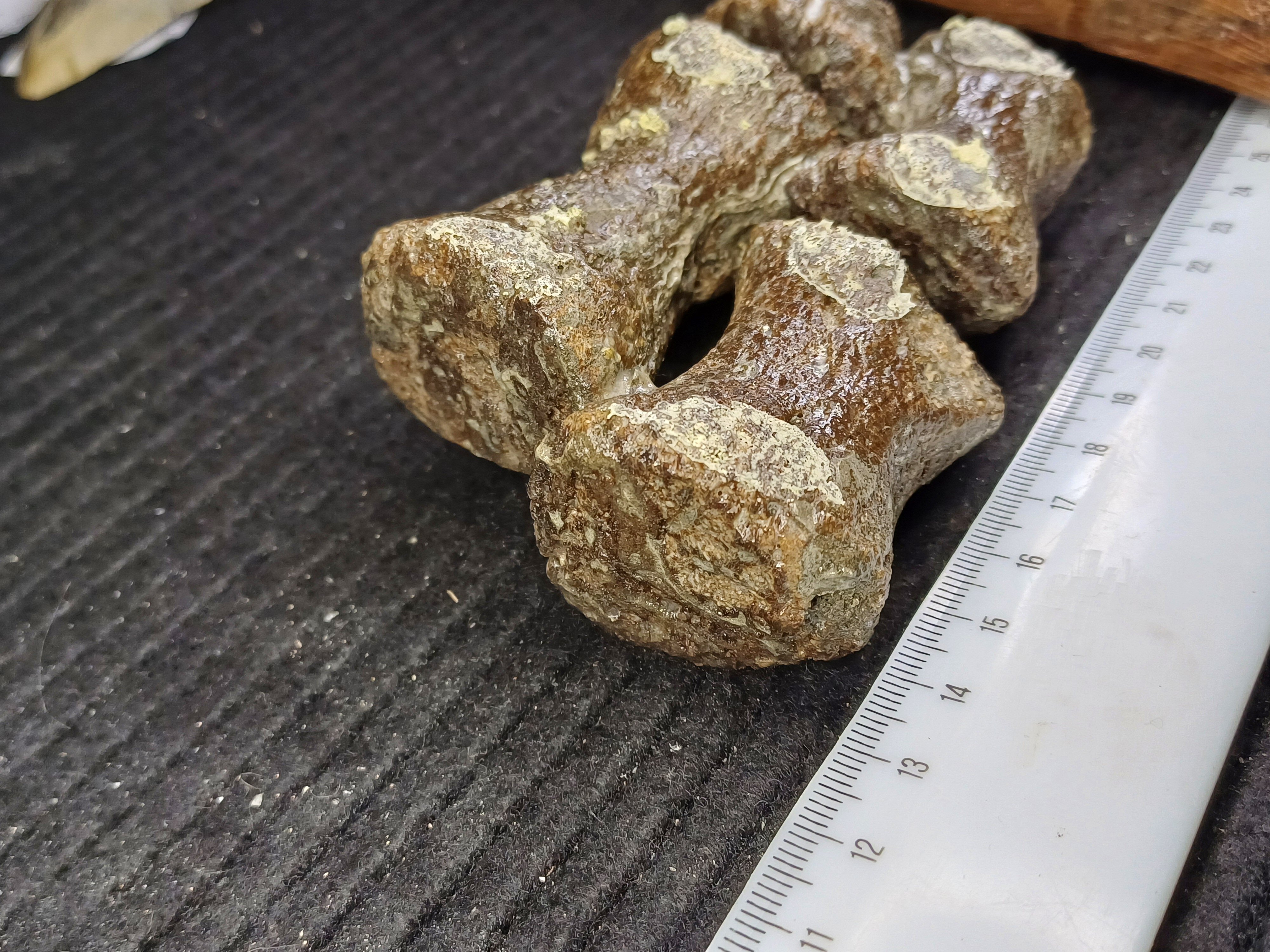 Paddle bones? - Fossil ID - The Fossil Forum