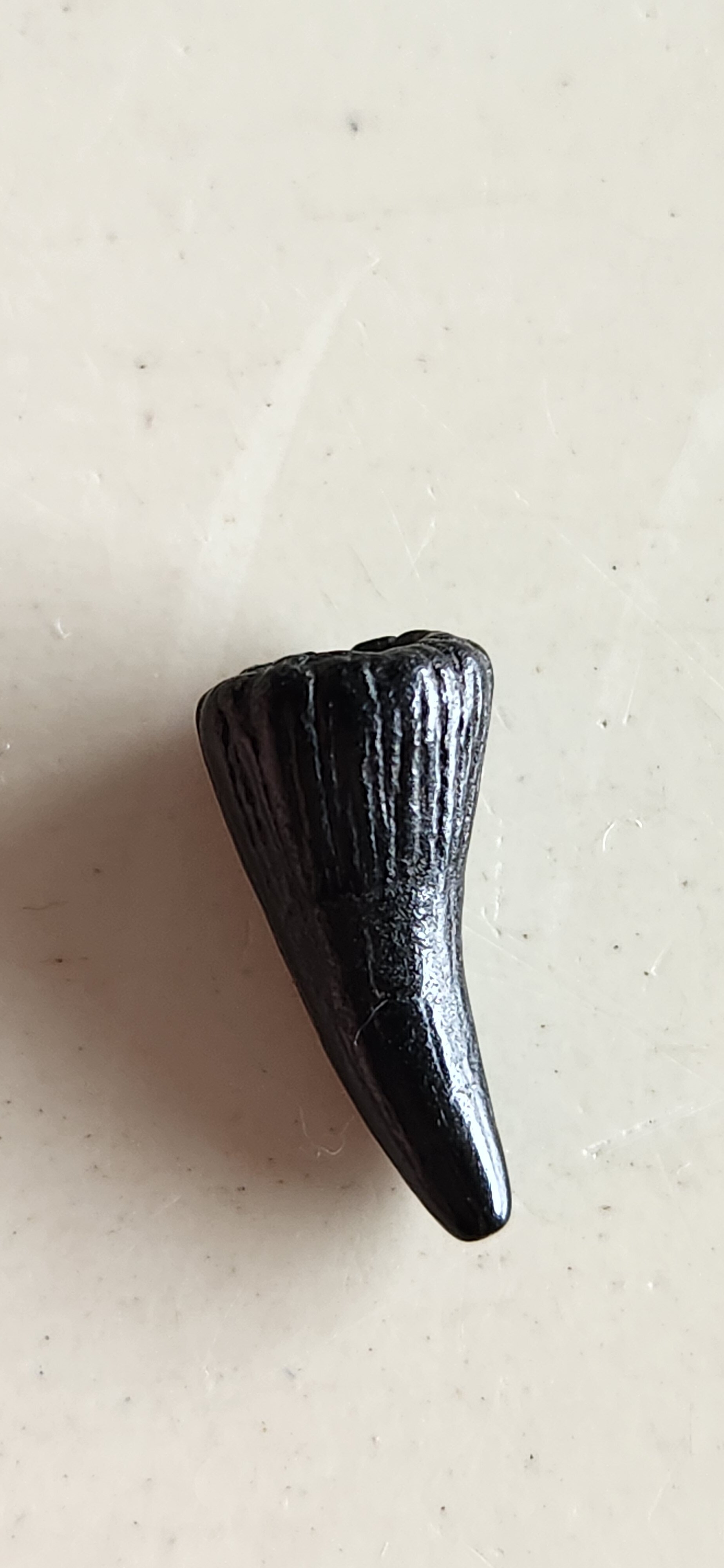Tooth Fossil found in NE Florida. Croc? Help Identify - Fossil ID - The ...