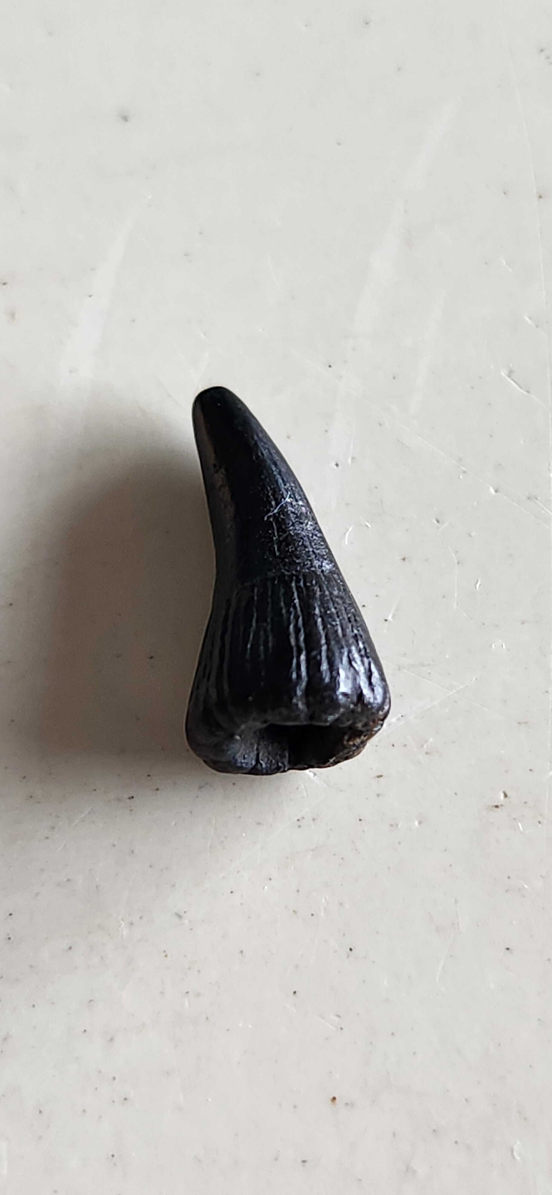 Tooth Fossil found in NE Florida. Croc? Help Identify - Fossil ID - The ...