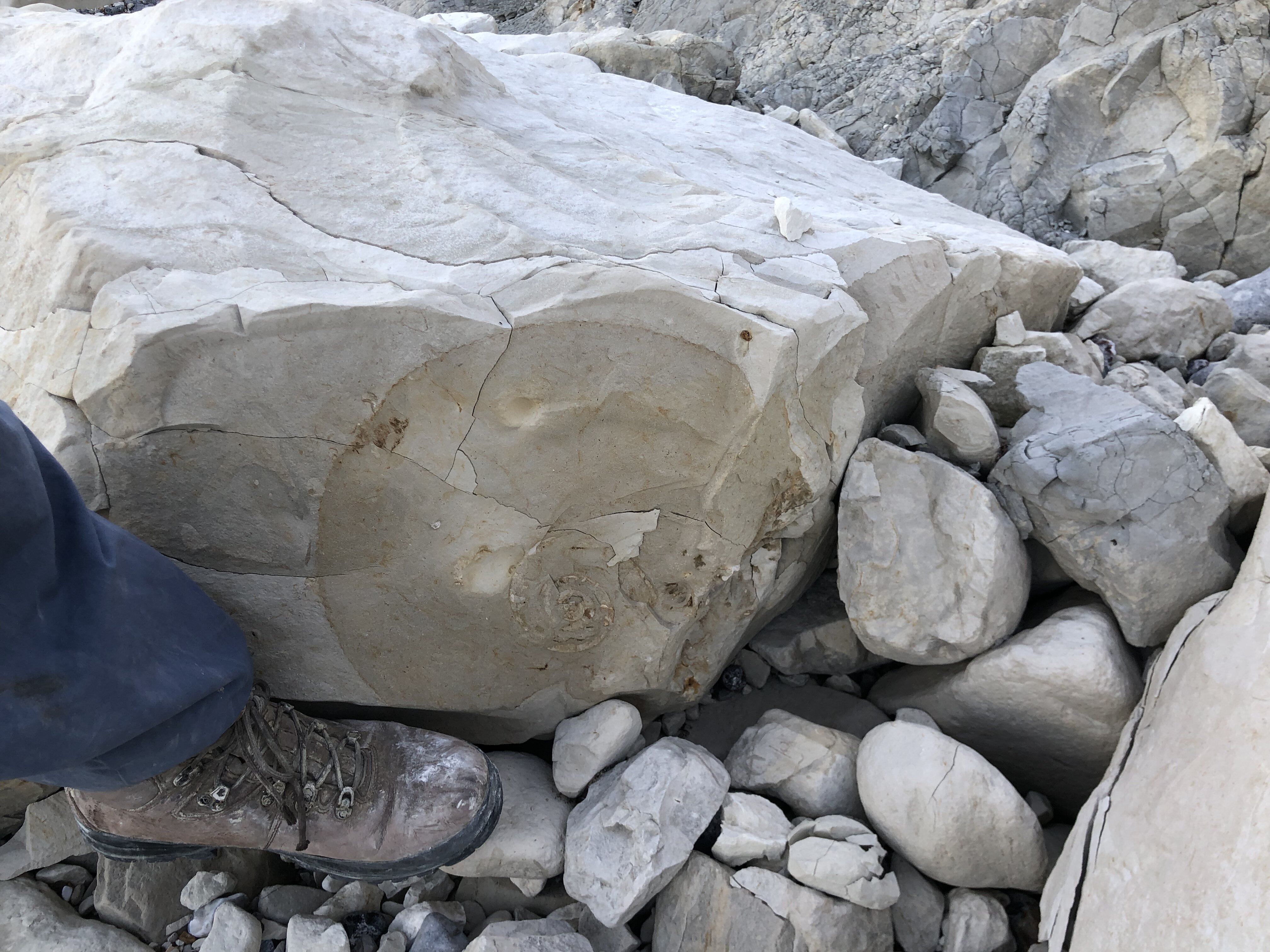 Eastbourne 13/9/24 - Fossil Hunting Trips - The Fossil Forum