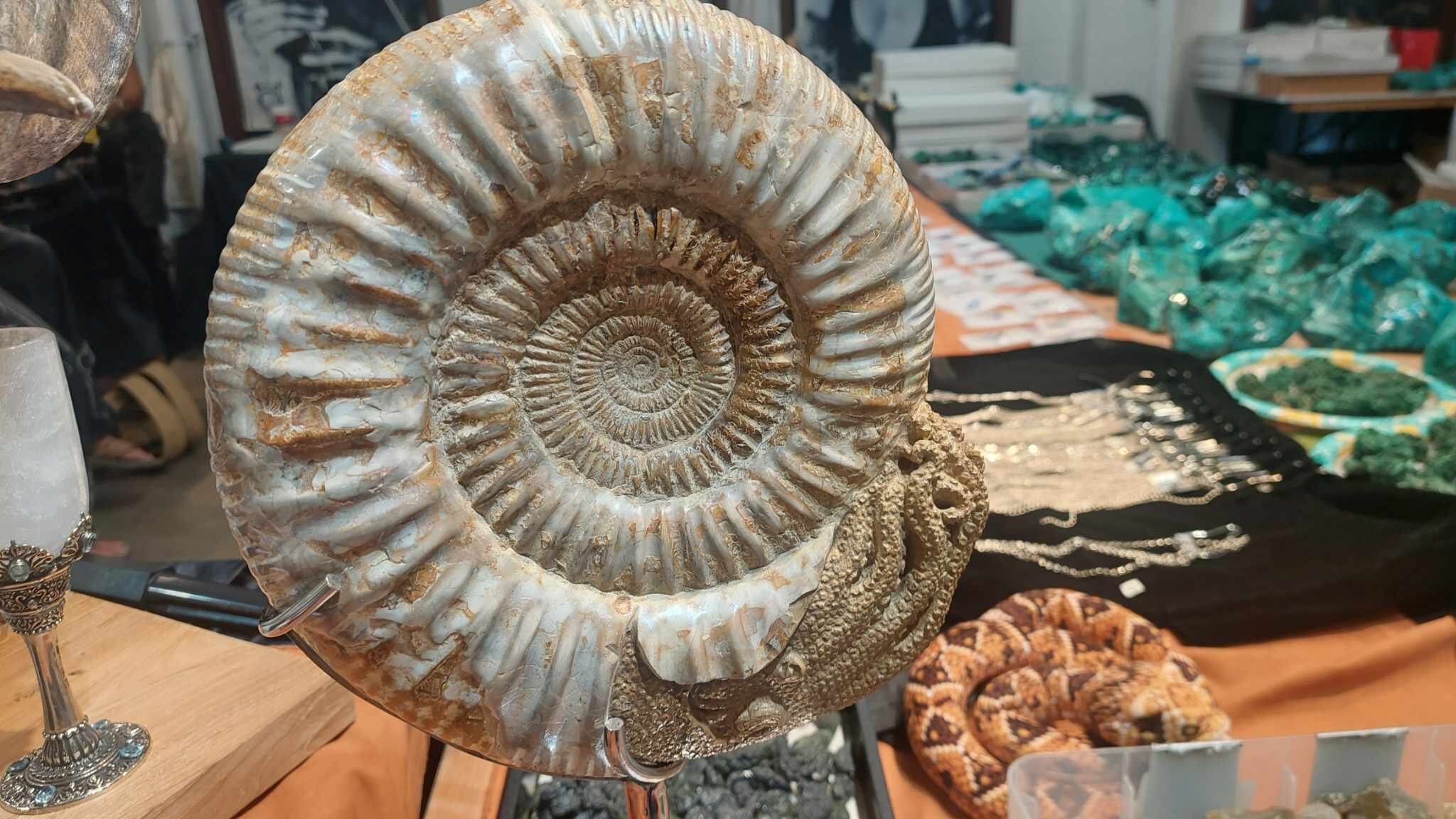Denver Gem and Mineral Show - 2024 - Fossil Hunting Trips - The Fossil ...