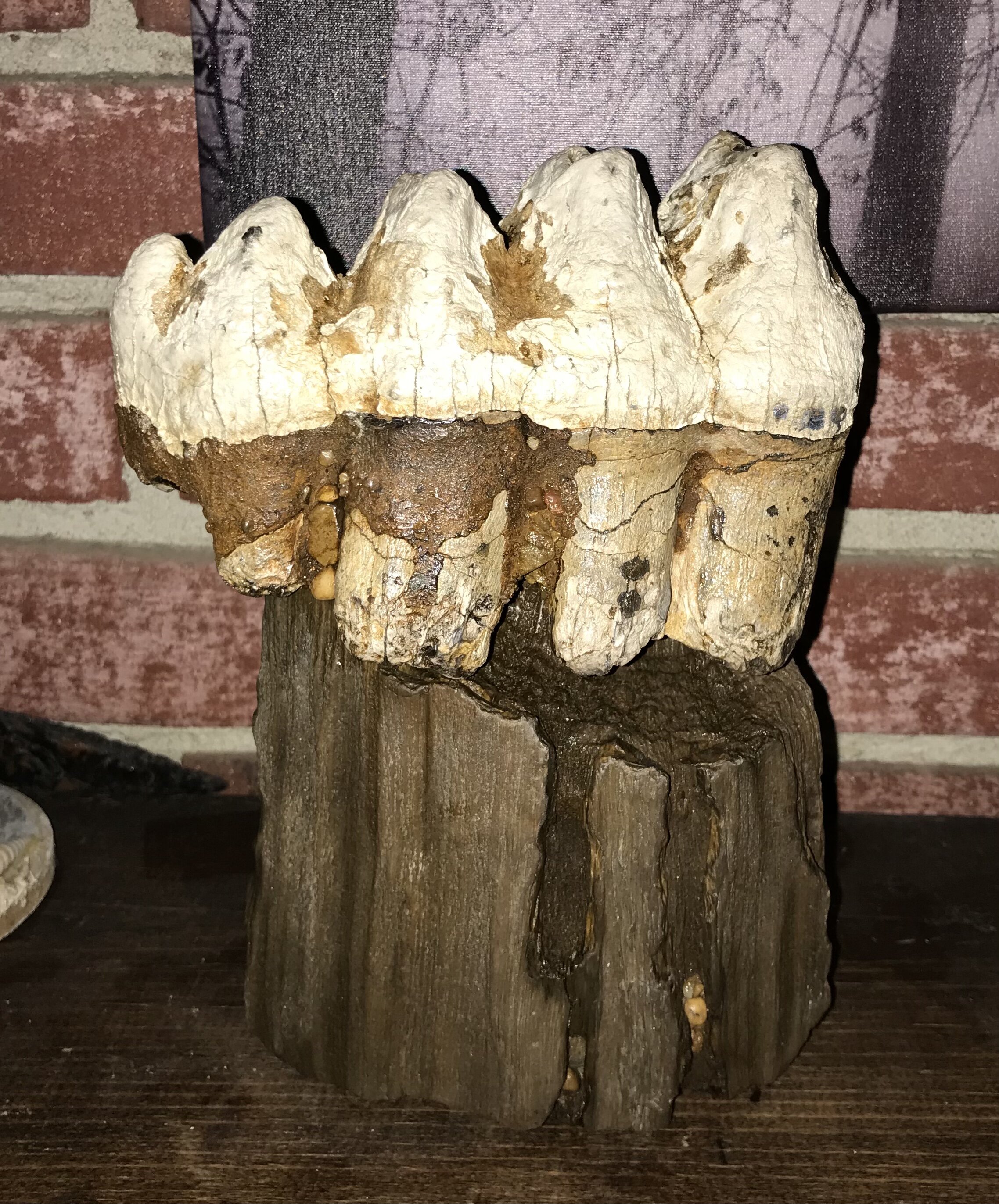 mastodon tooth preservation - Fossil Preparation - The Fossil Forum