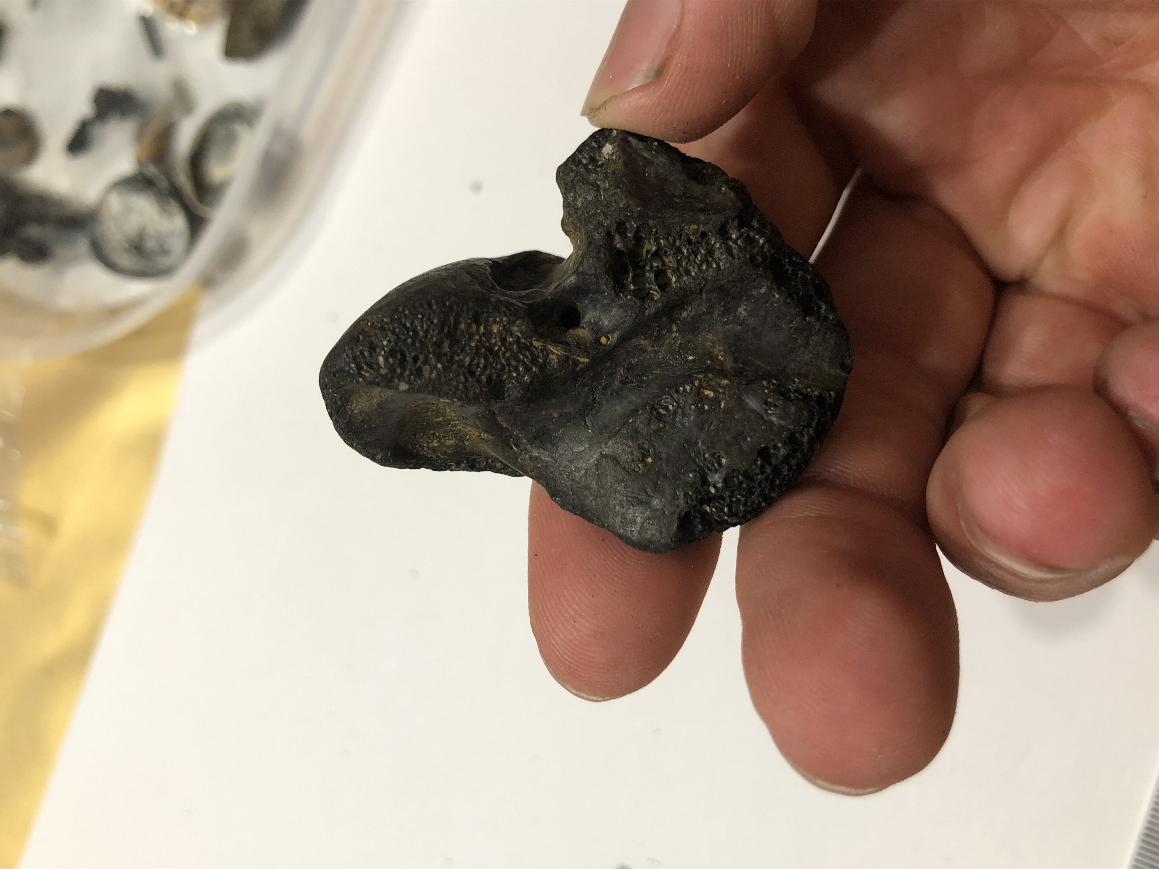 Mammal bone? - Fossil ID - The Fossil Forum