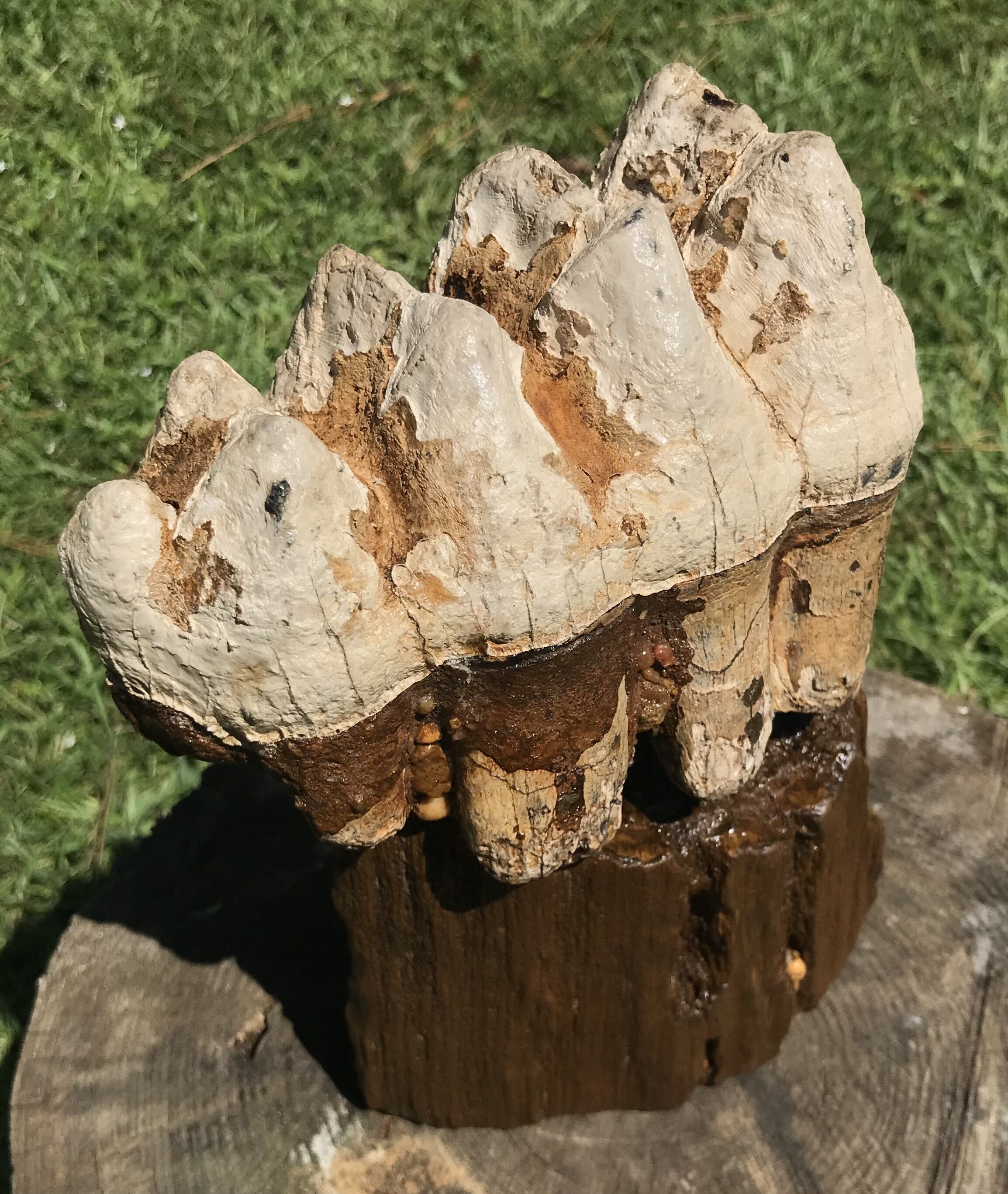 mastodon tooth preservation - Fossil Preparation - The Fossil Forum