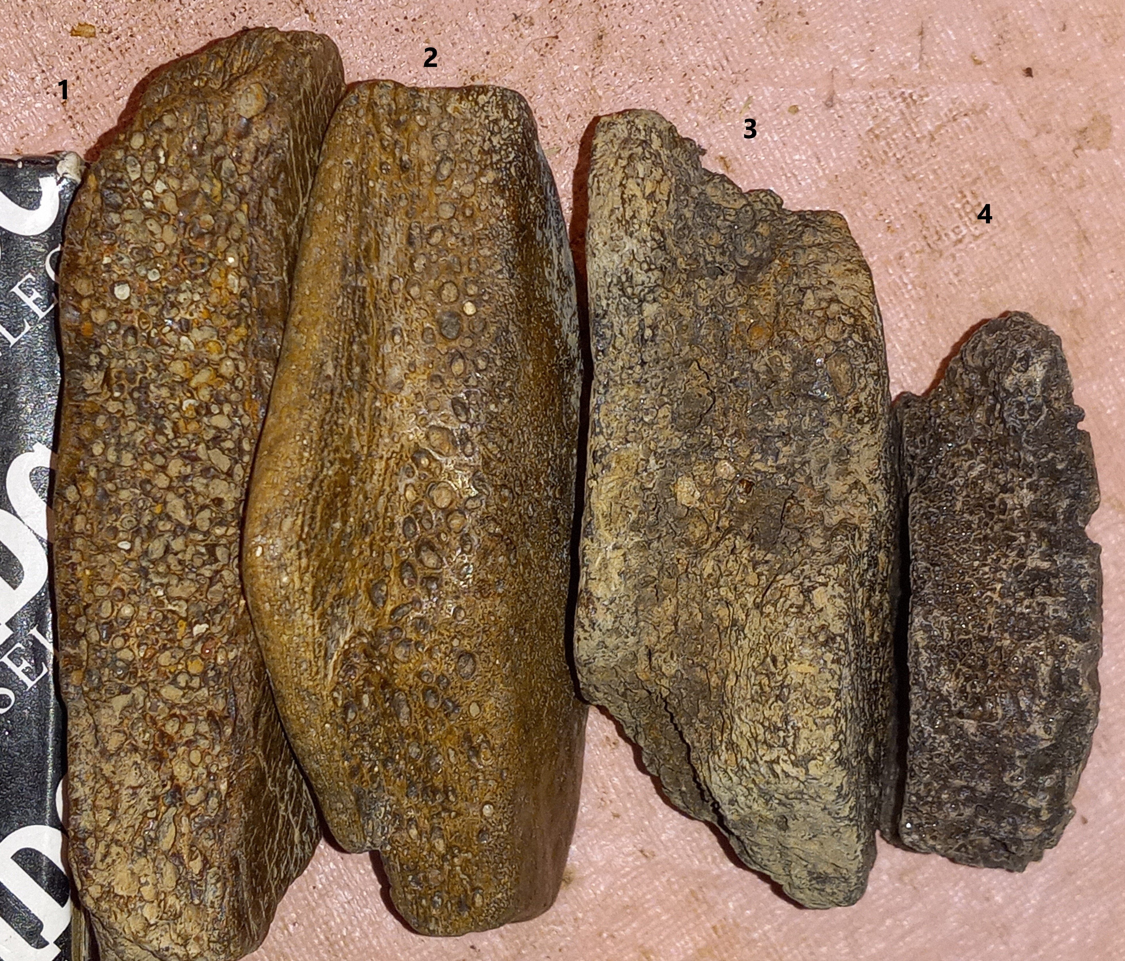 Osteoderms ID - Glyptotherium and Tortoise? - Fossil ID - The Fossil Forum
