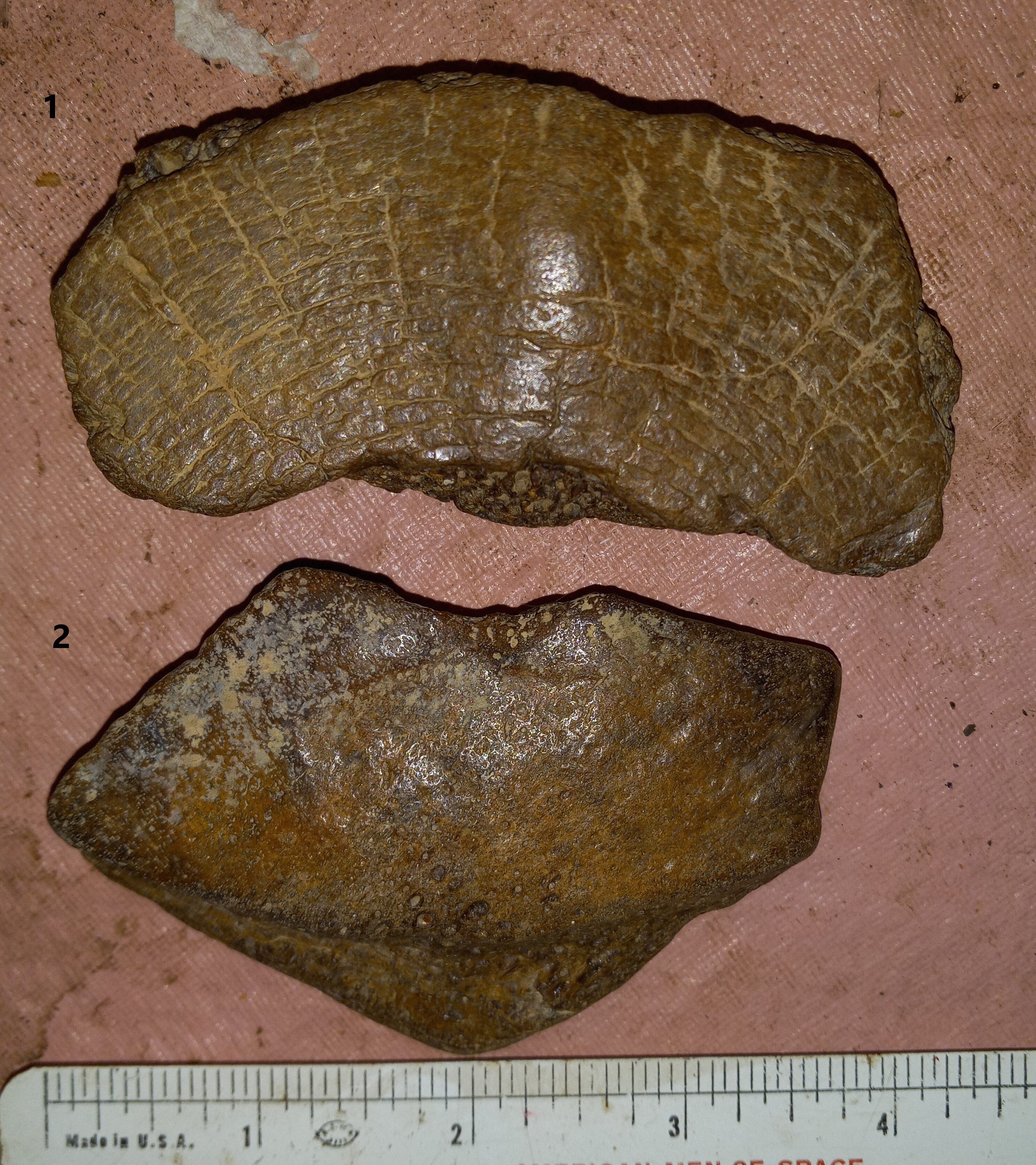 Osteoderms ID - Glyptotherium and Tortoise? - Fossil ID - The Fossil Forum