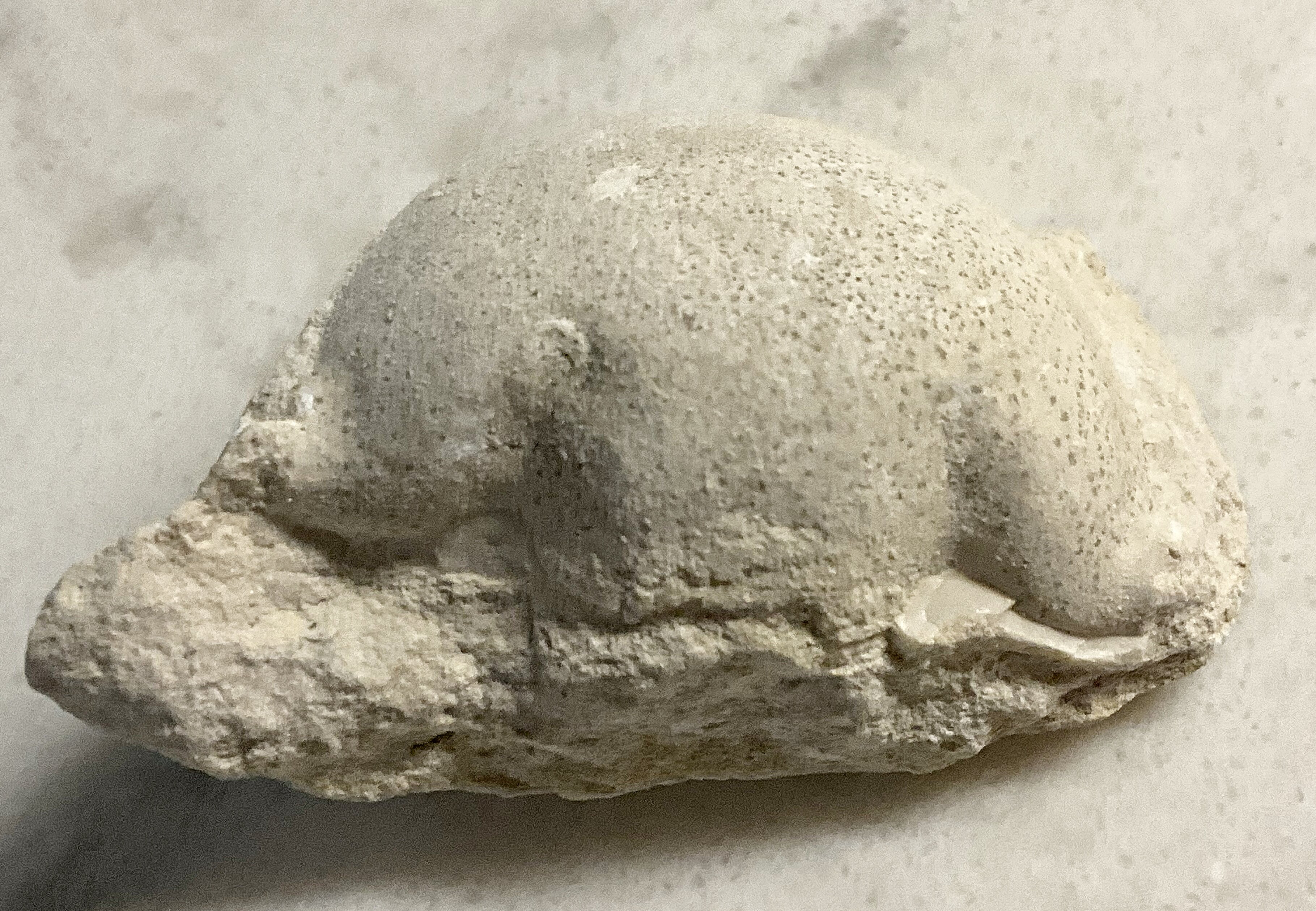 Great Western Adventure Part 7 - Fossil Hunting Trips - The Fossil Forum