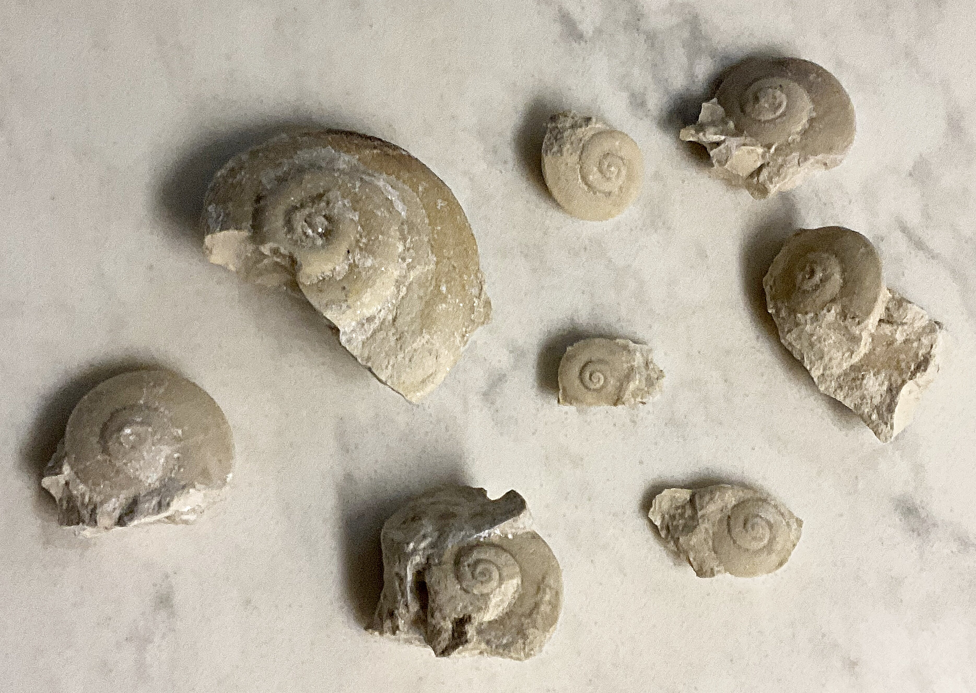 Great Western Adventure Part 7 - Fossil Hunting Trips - The Fossil Forum