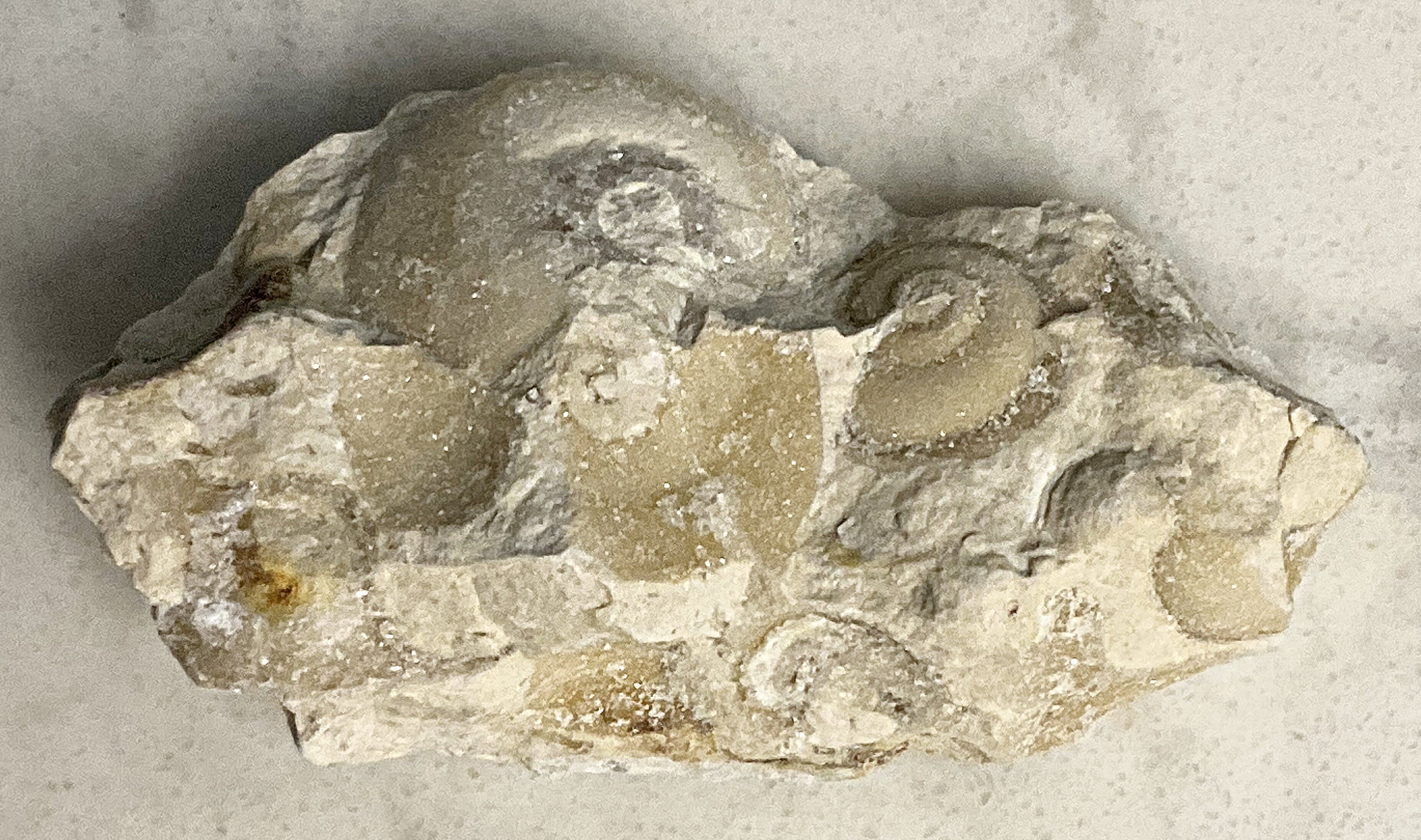 Great Western Adventure Part 7 - Fossil Hunting Trips - The Fossil Forum