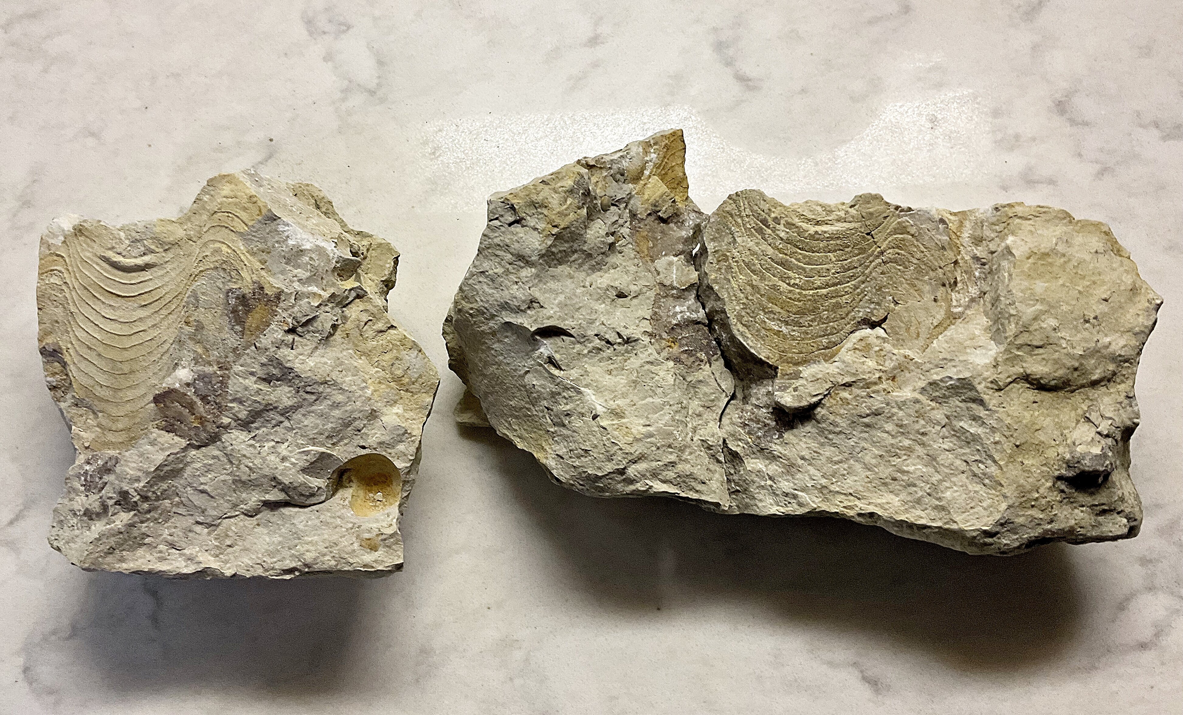 Great Western Adventure Part 7 - Fossil Hunting Trips - The Fossil Forum