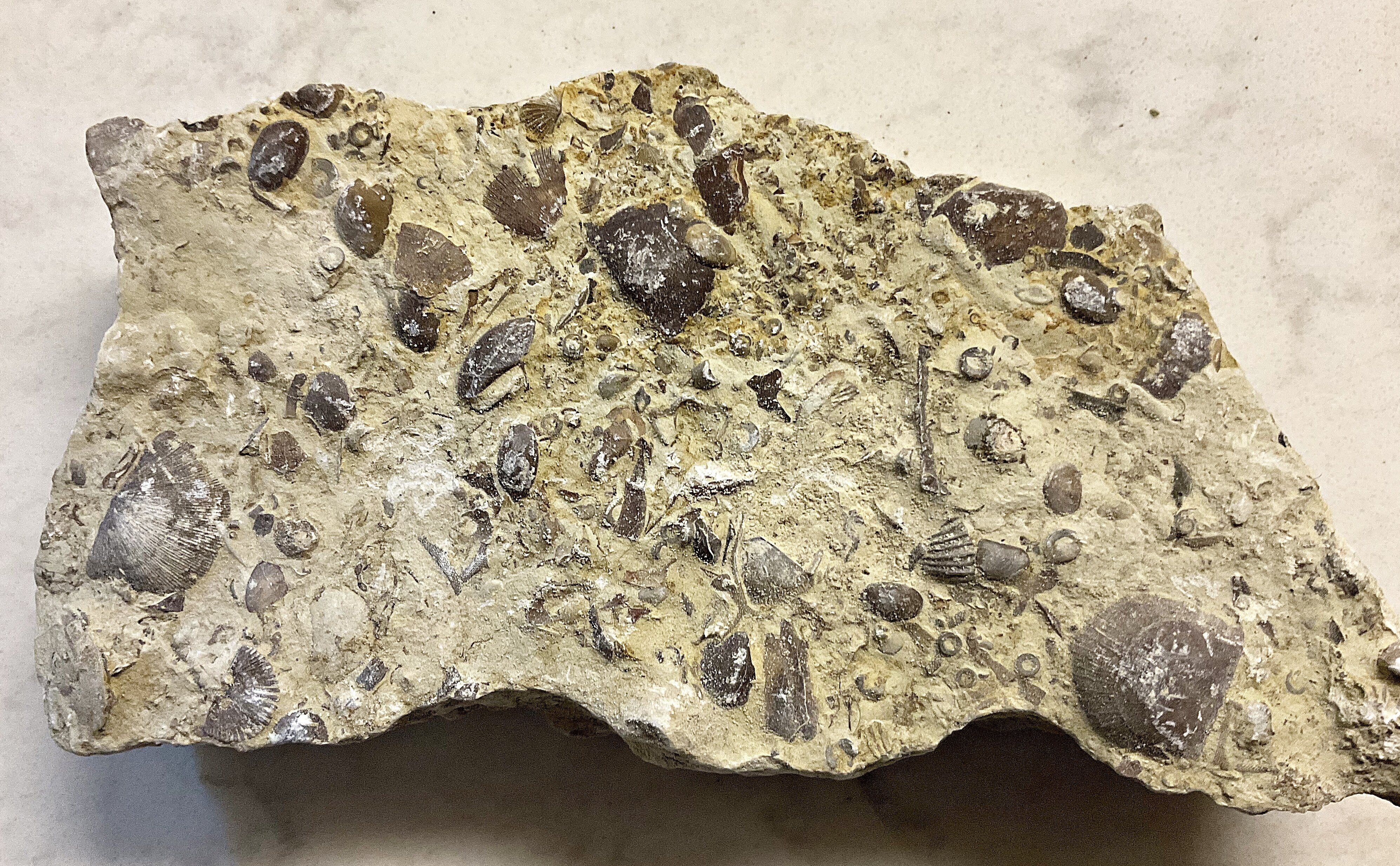 Great Western Adventure Part 7 - Fossil Hunting Trips - The Fossil Forum