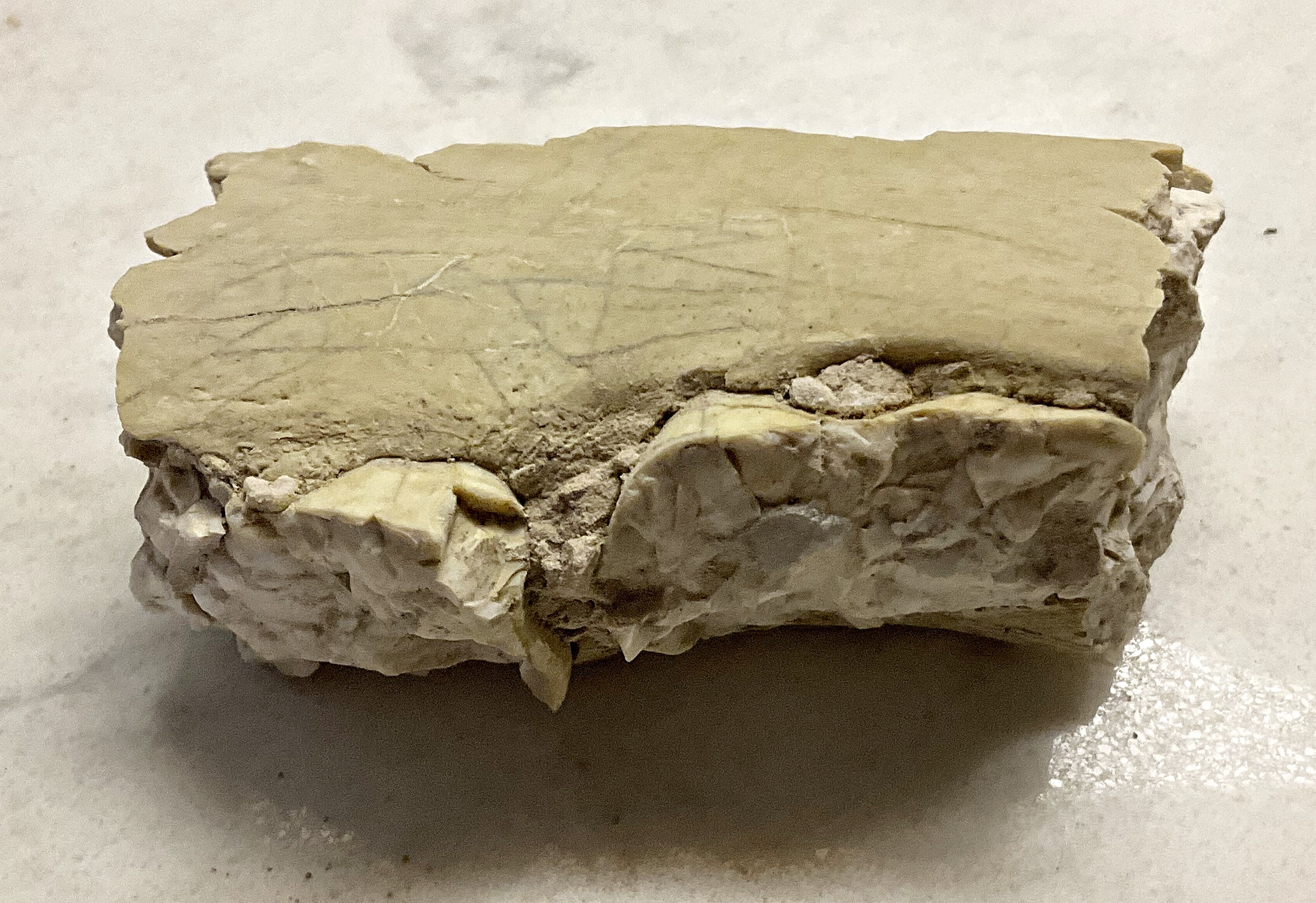 Great Western Adventure Part 7 - Fossil Hunting Trips - The Fossil Forum