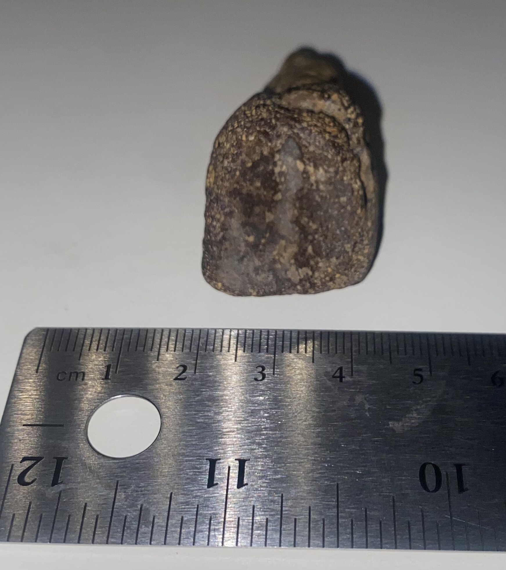 Texas Dinosaur Finger/Toe Bone? - Fossil ID - The Fossil Forum