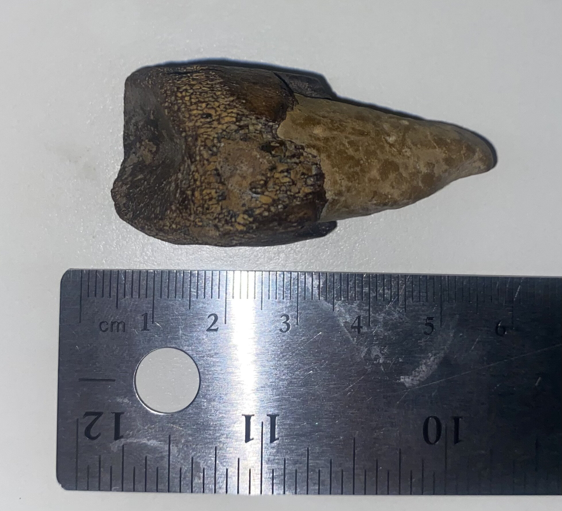 Texas Dinosaur Finger/Toe Bone? - Fossil ID - The Fossil Forum