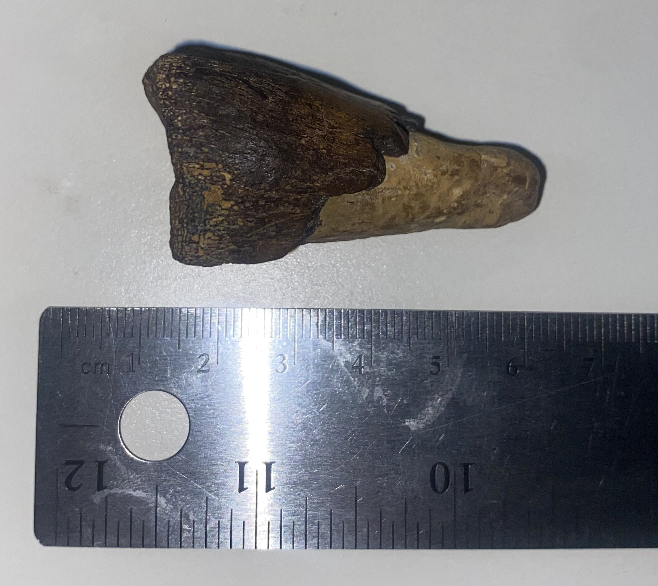 Texas Dinosaur Finger/Toe Bone? - Fossil ID - The Fossil Forum