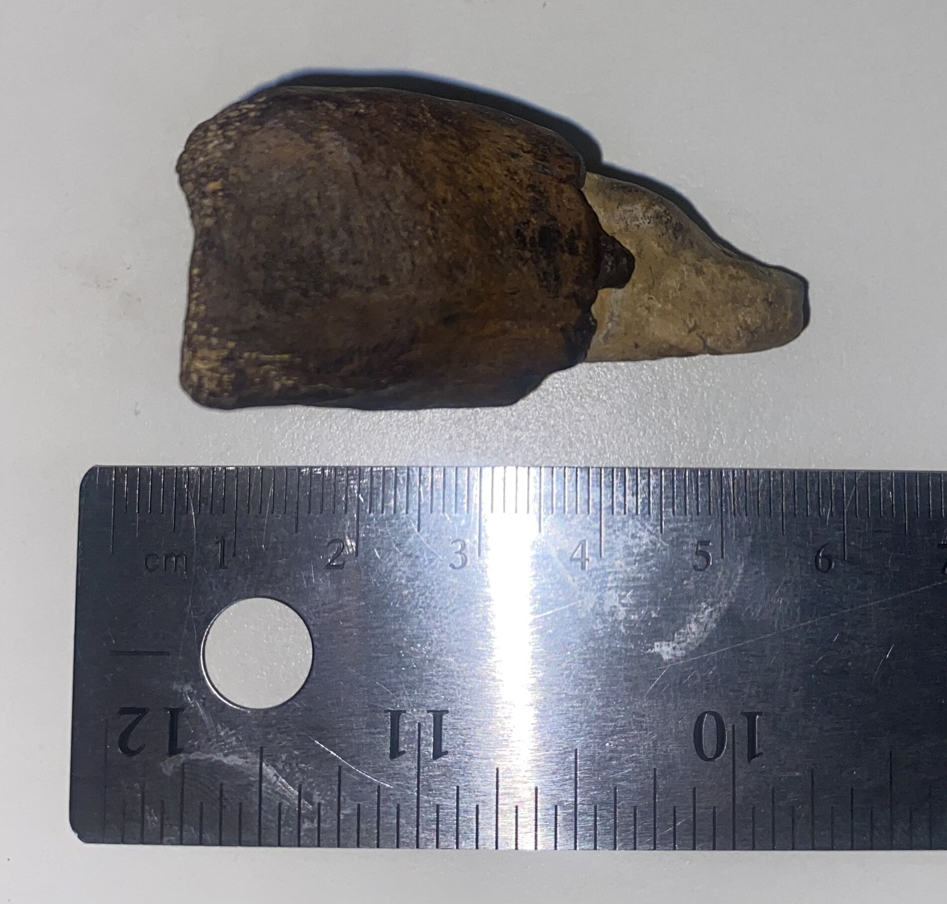 Texas Dinosaur Finger/Toe Bone? - Fossil ID - The Fossil Forum