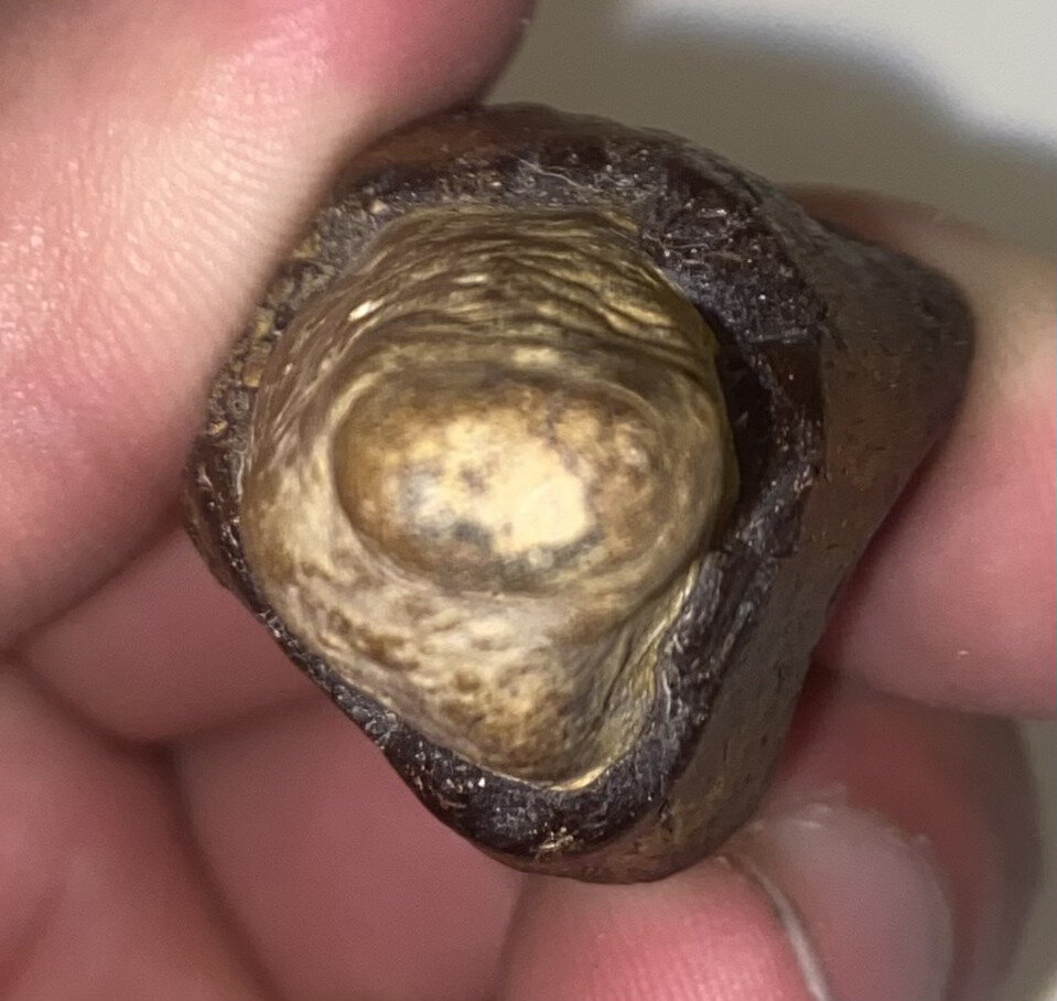 Texas Dinosaur Finger/Toe Bone? - Fossil ID - The Fossil Forum