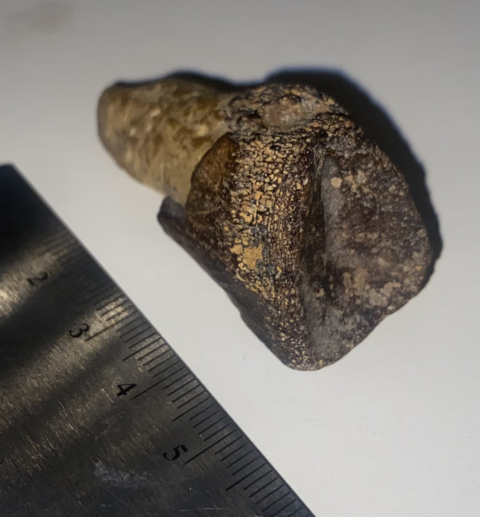 Texas Dinosaur Finger/Toe Bone? - Fossil ID - The Fossil Forum