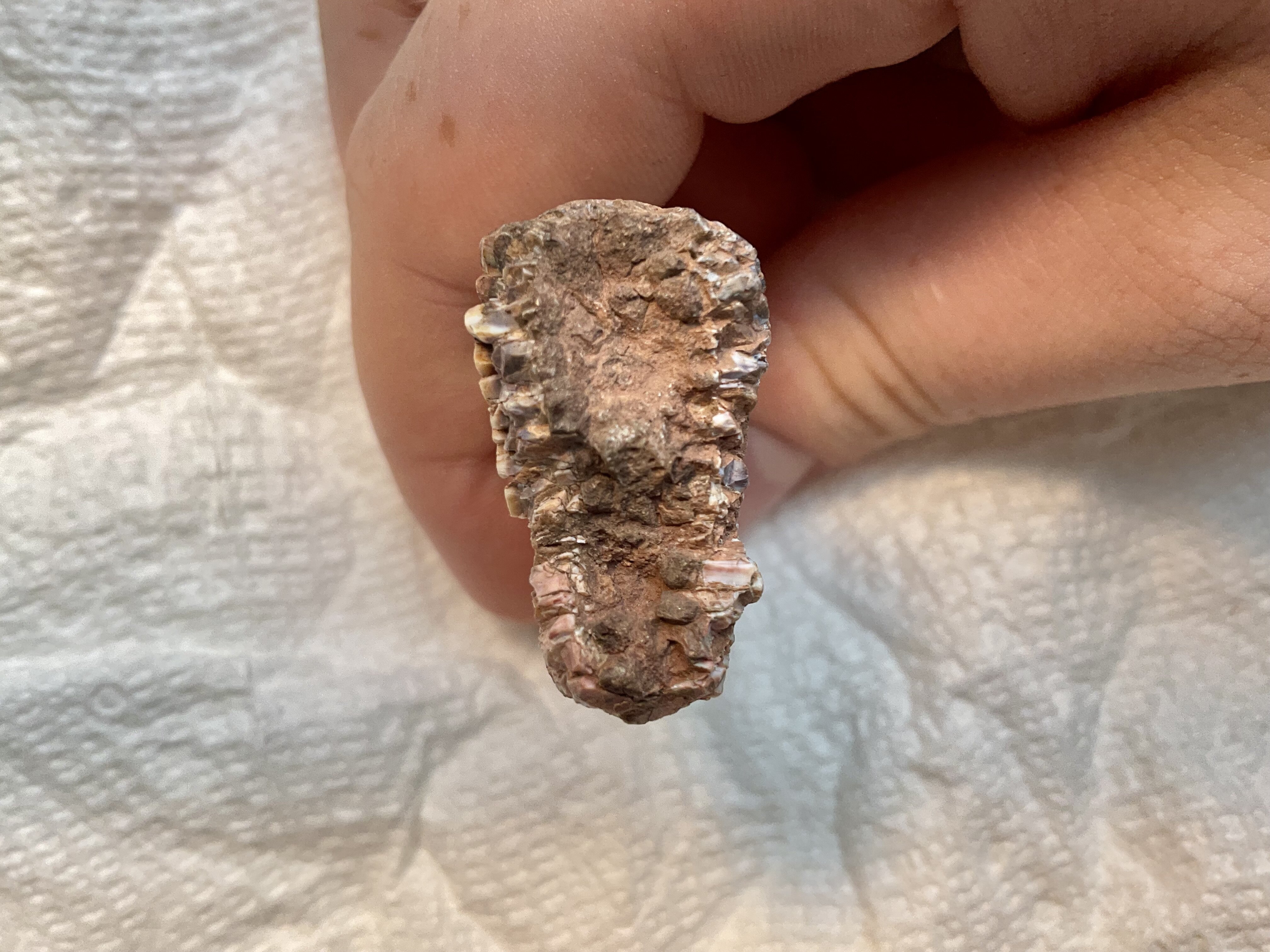 As what should I label this rare tooth once it arrives ? Also, what ...