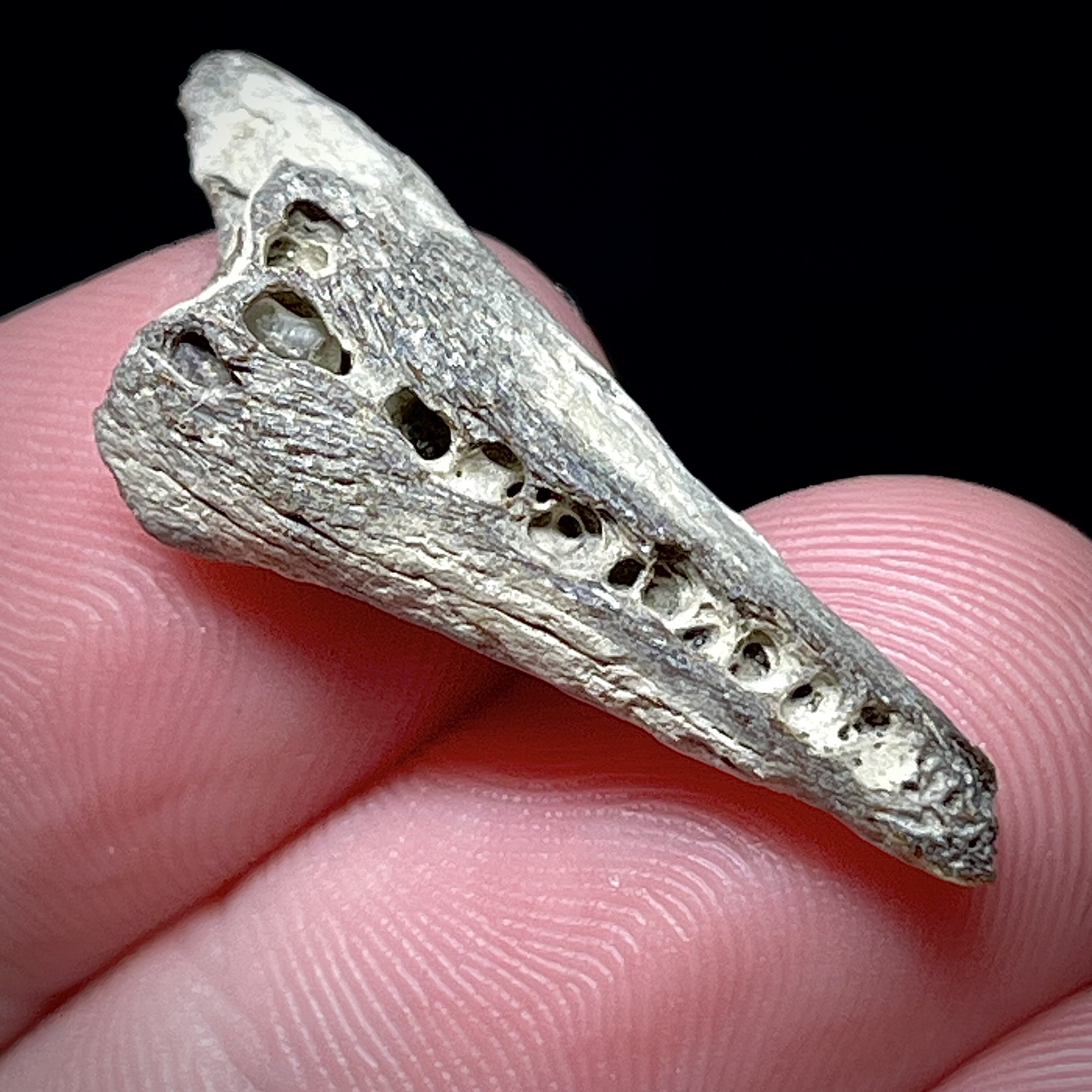Help needed for identifying Aurora fossils - Fossil ID - The Fossil Forum
