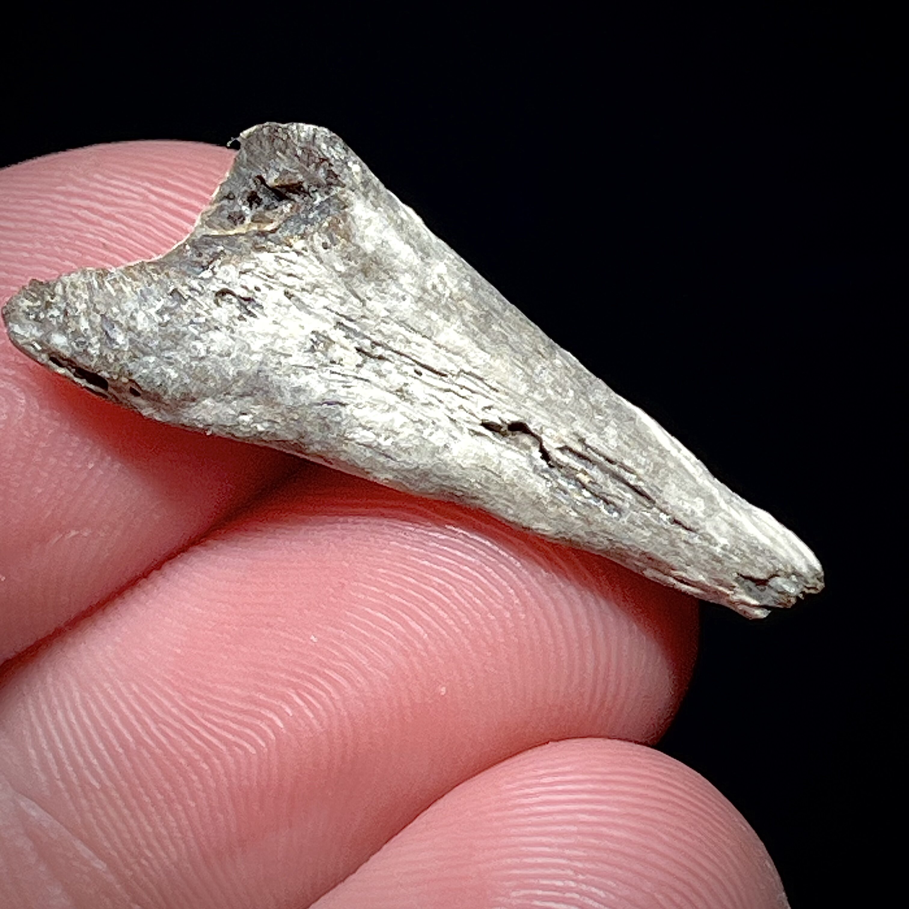 Help needed for identifying Aurora fossils - Fossil ID - The Fossil Forum