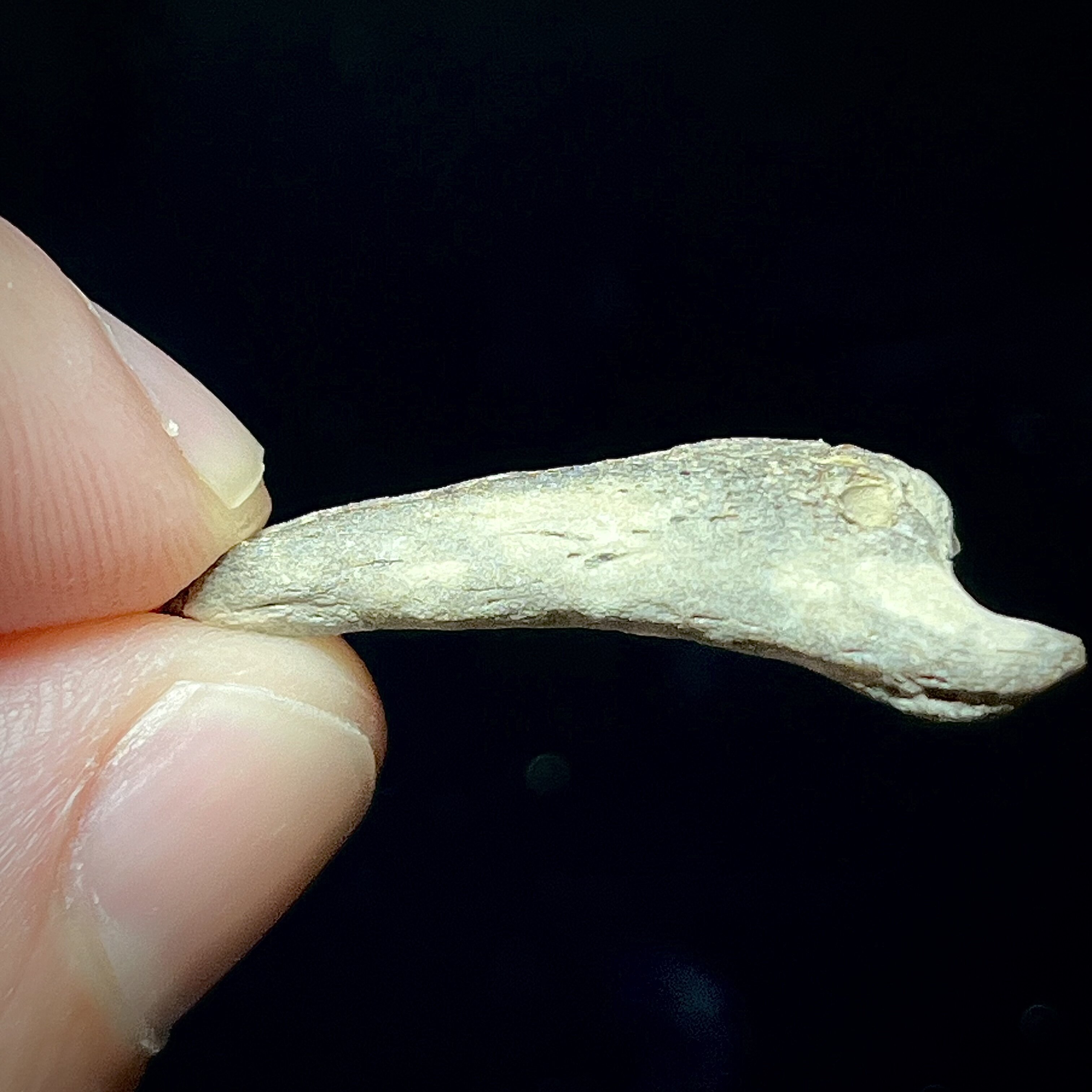 Help needed for identifying Aurora fossils - Fossil ID - The Fossil Forum