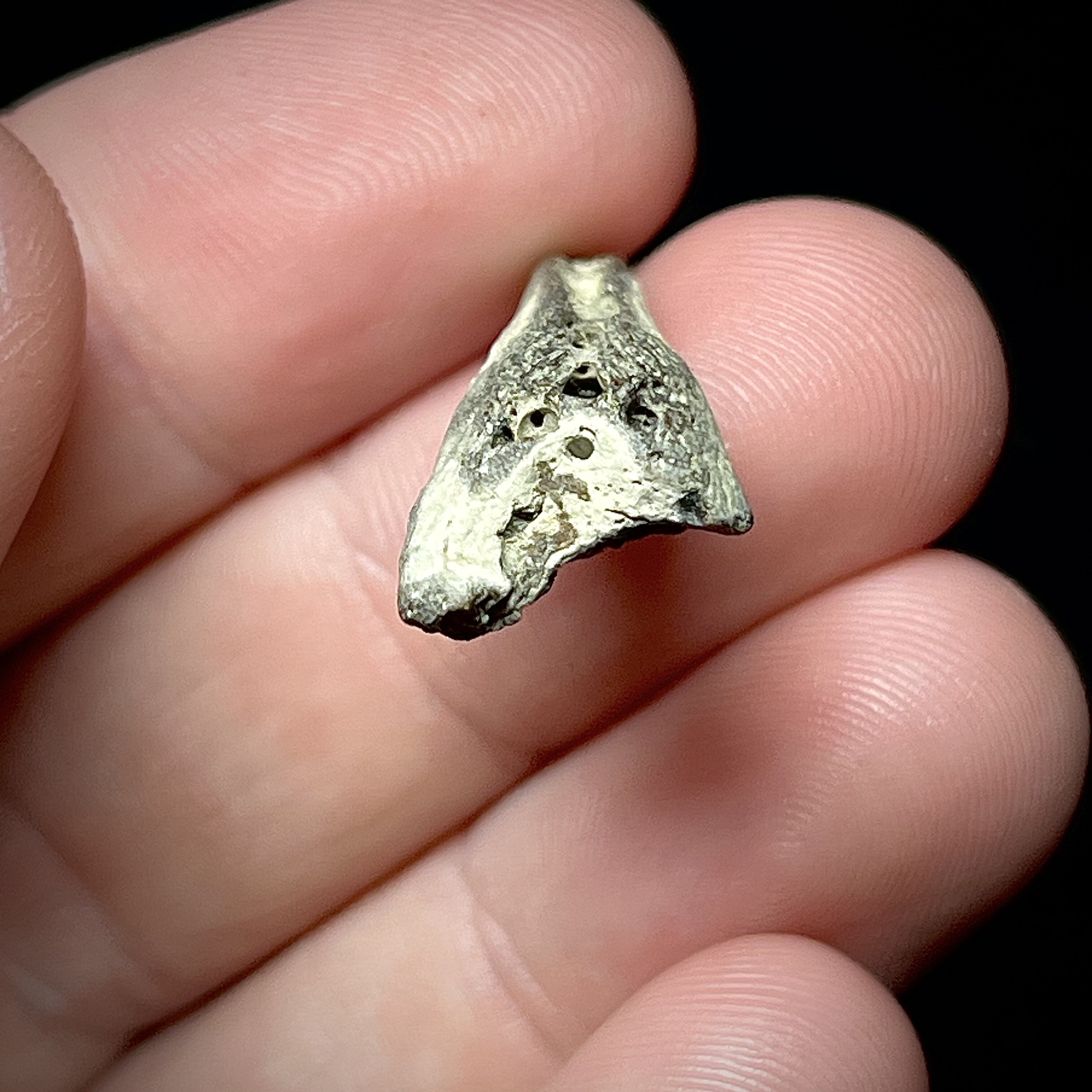 Help needed for identifying Aurora fossils - Fossil ID - The Fossil Forum