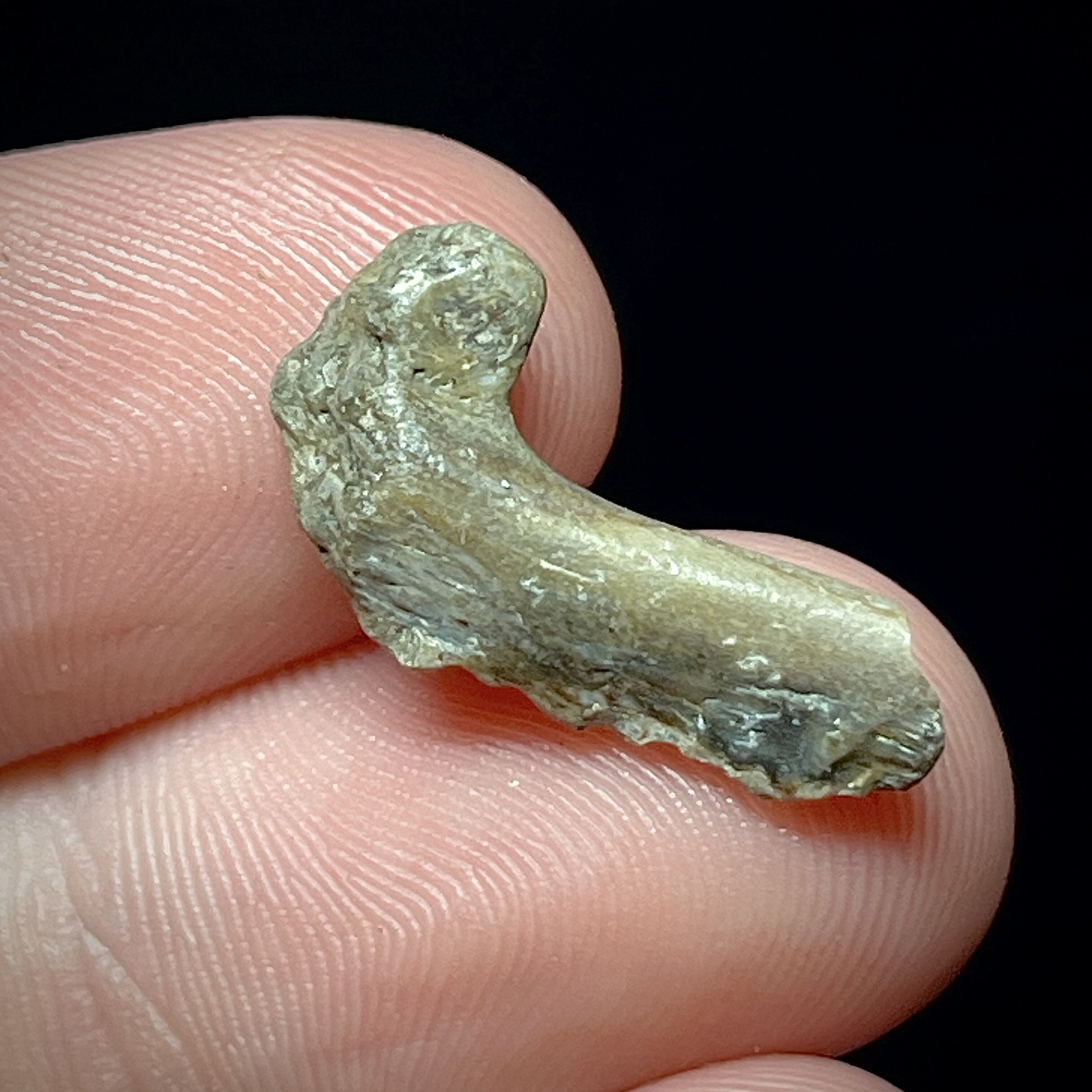 Help needed for identifying Aurora fossils - Fossil ID - The Fossil Forum