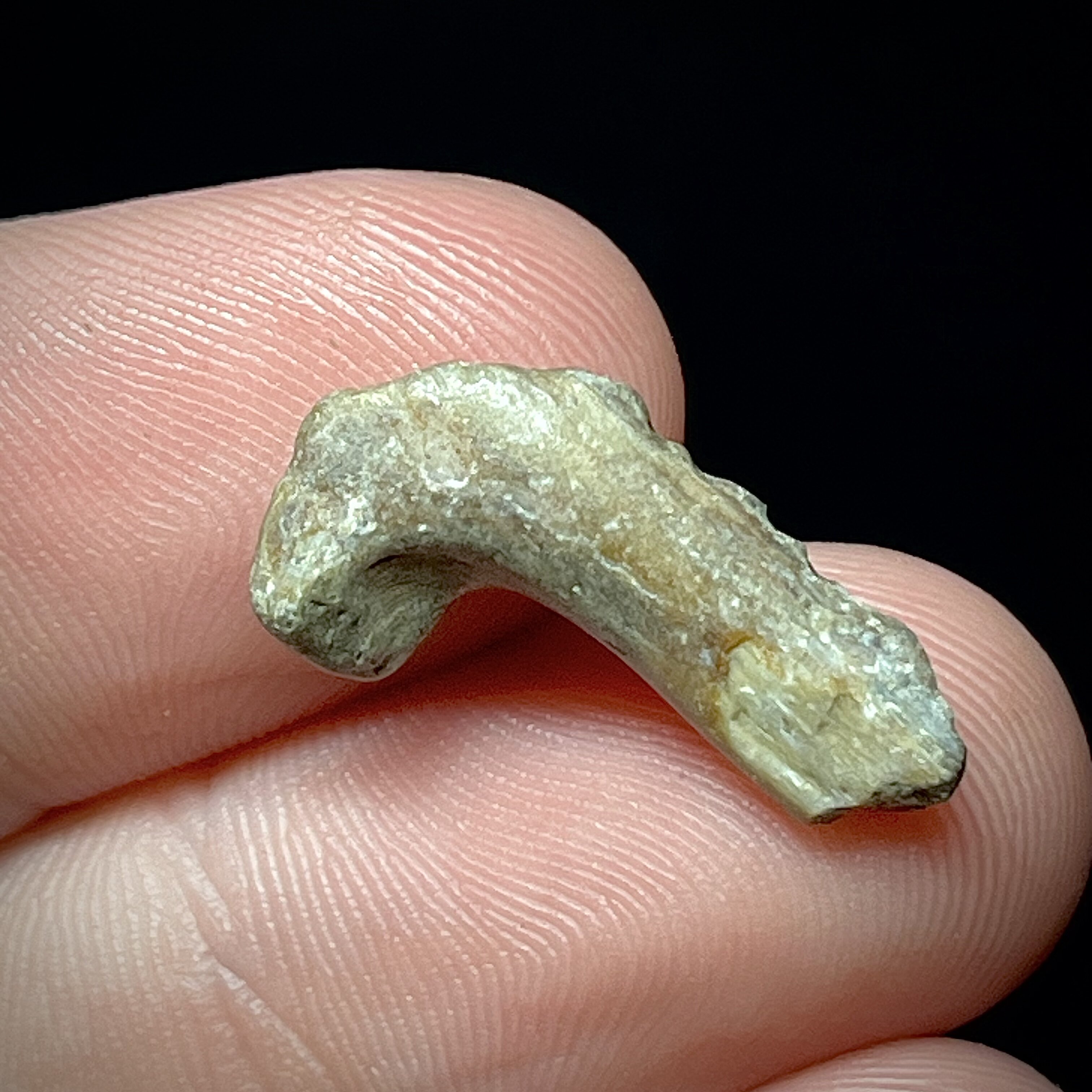 Help needed for identifying Aurora fossils - Fossil ID - The Fossil Forum