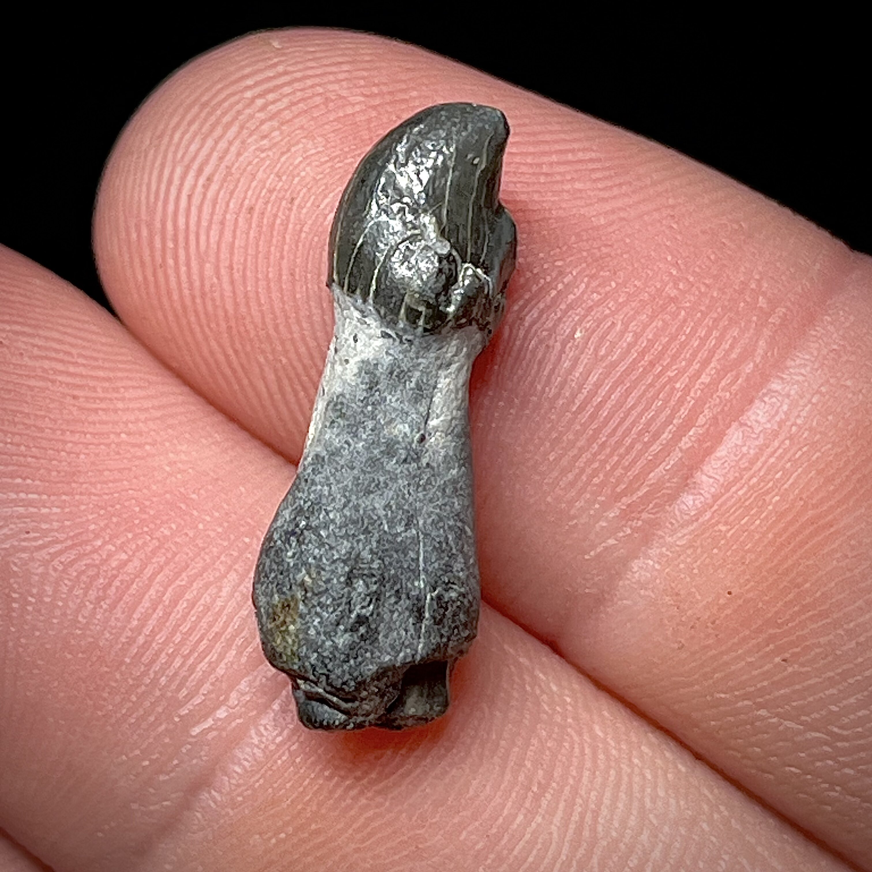 Help needed for identifying Aurora fossils - Fossil ID - The Fossil Forum