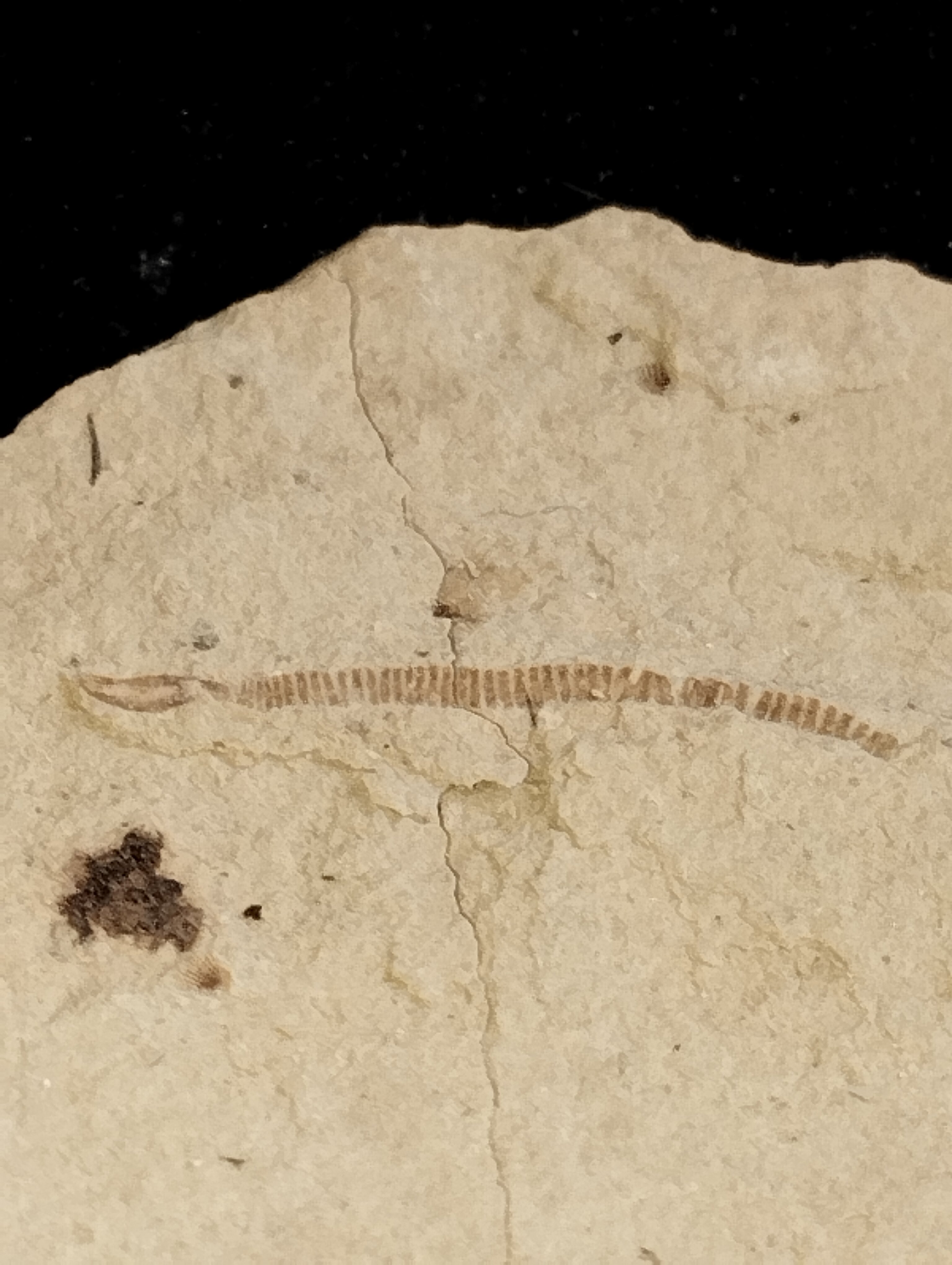 Carpathian menilite shale specimens - Fossil ID - The Fossil Forum