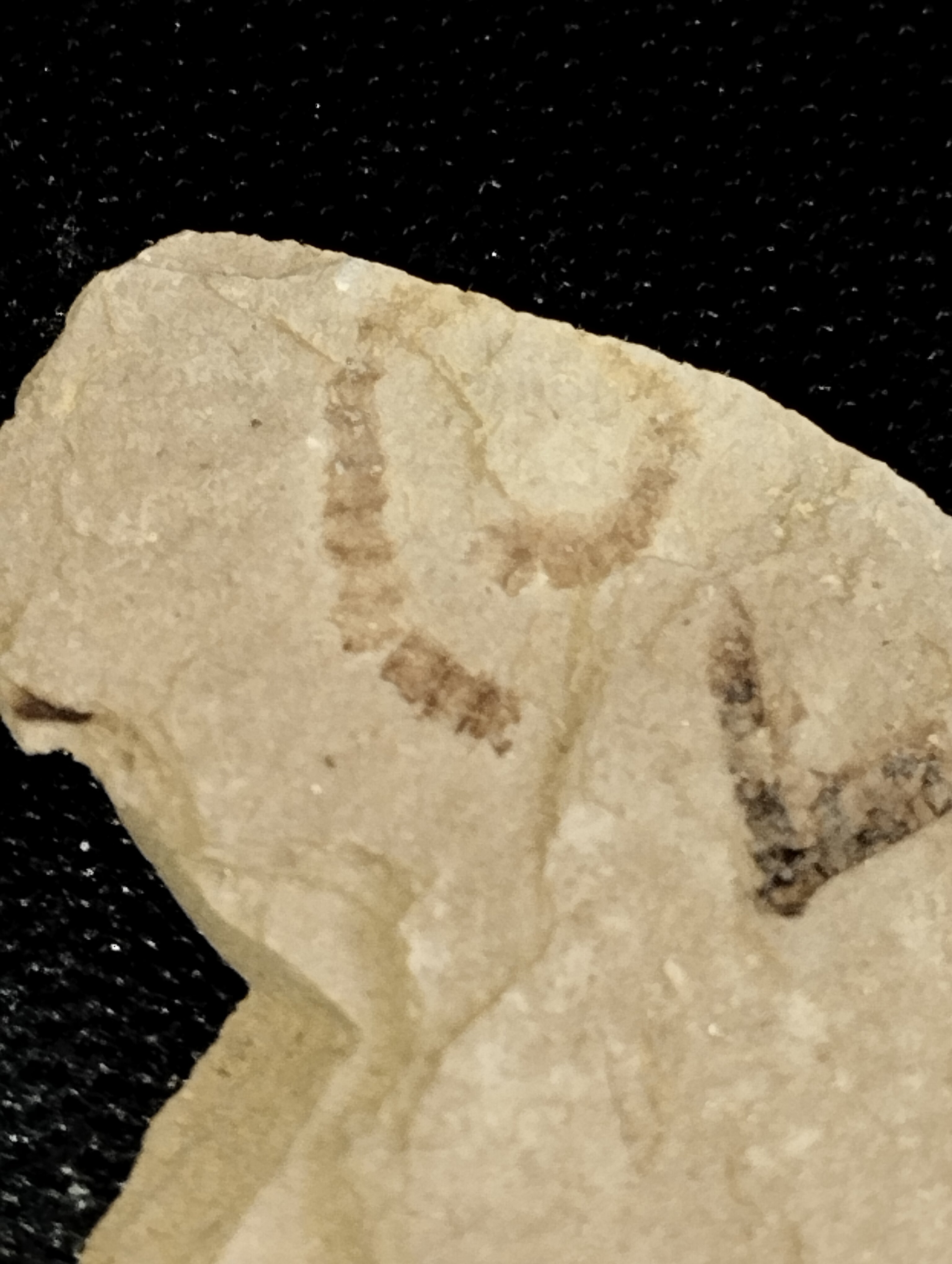 Carpathian menilite shale specimens - Fossil ID - The Fossil Forum
