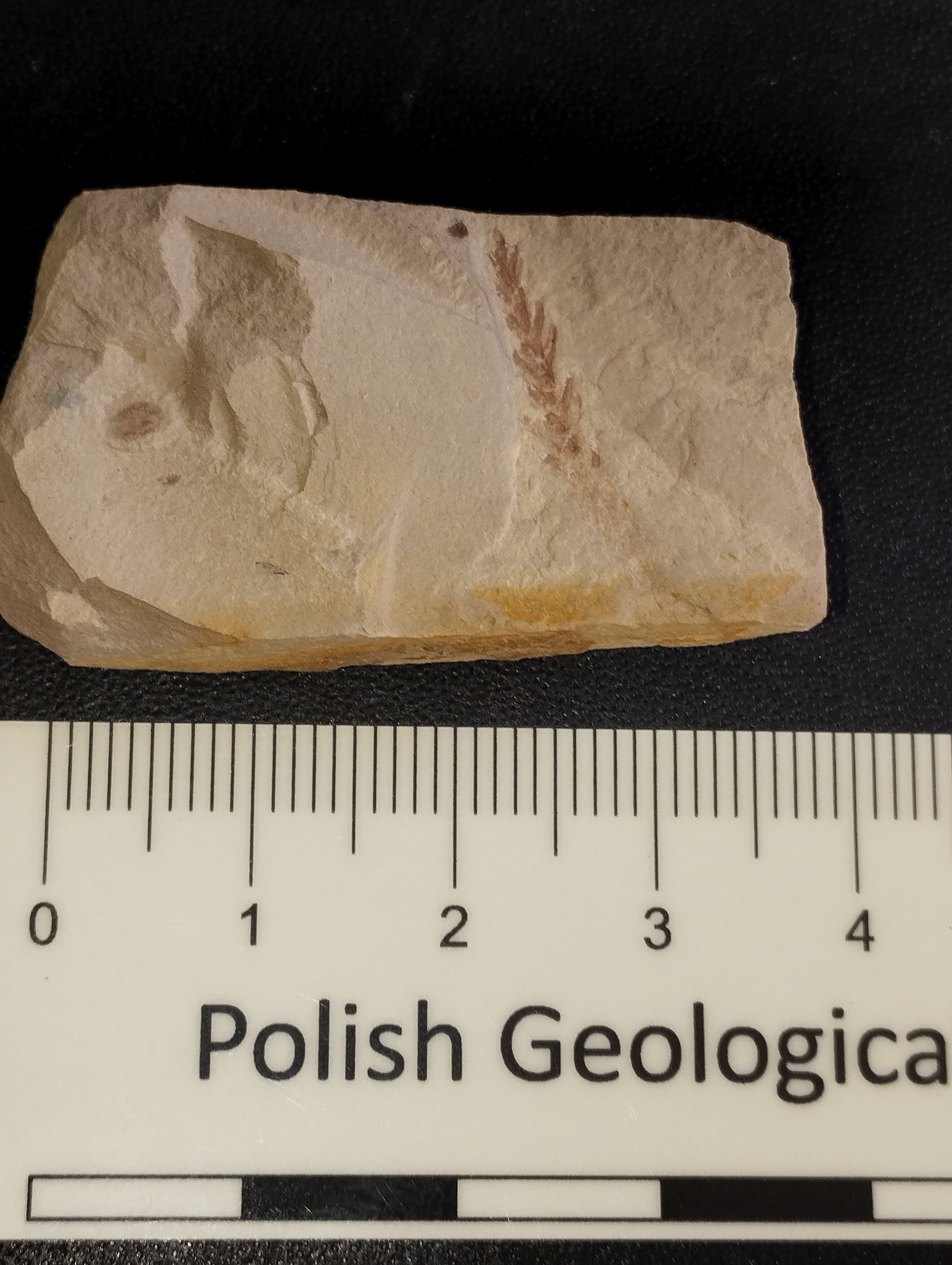 Carpathian menilite shale specimens - Fossil ID - The Fossil Forum