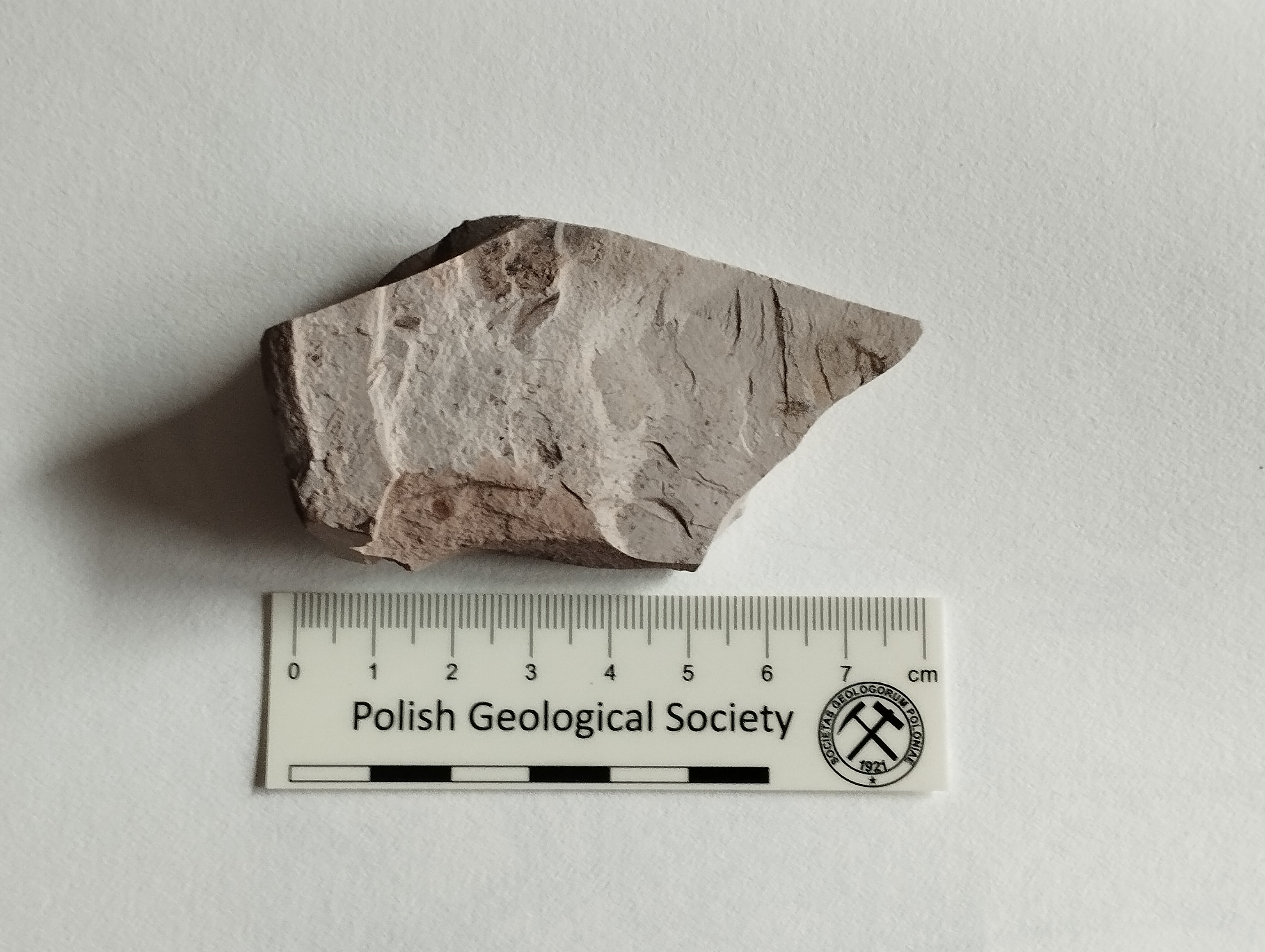 Penguin ( Sphenisciform) feather? - Fossil ID - The Fossil Forum