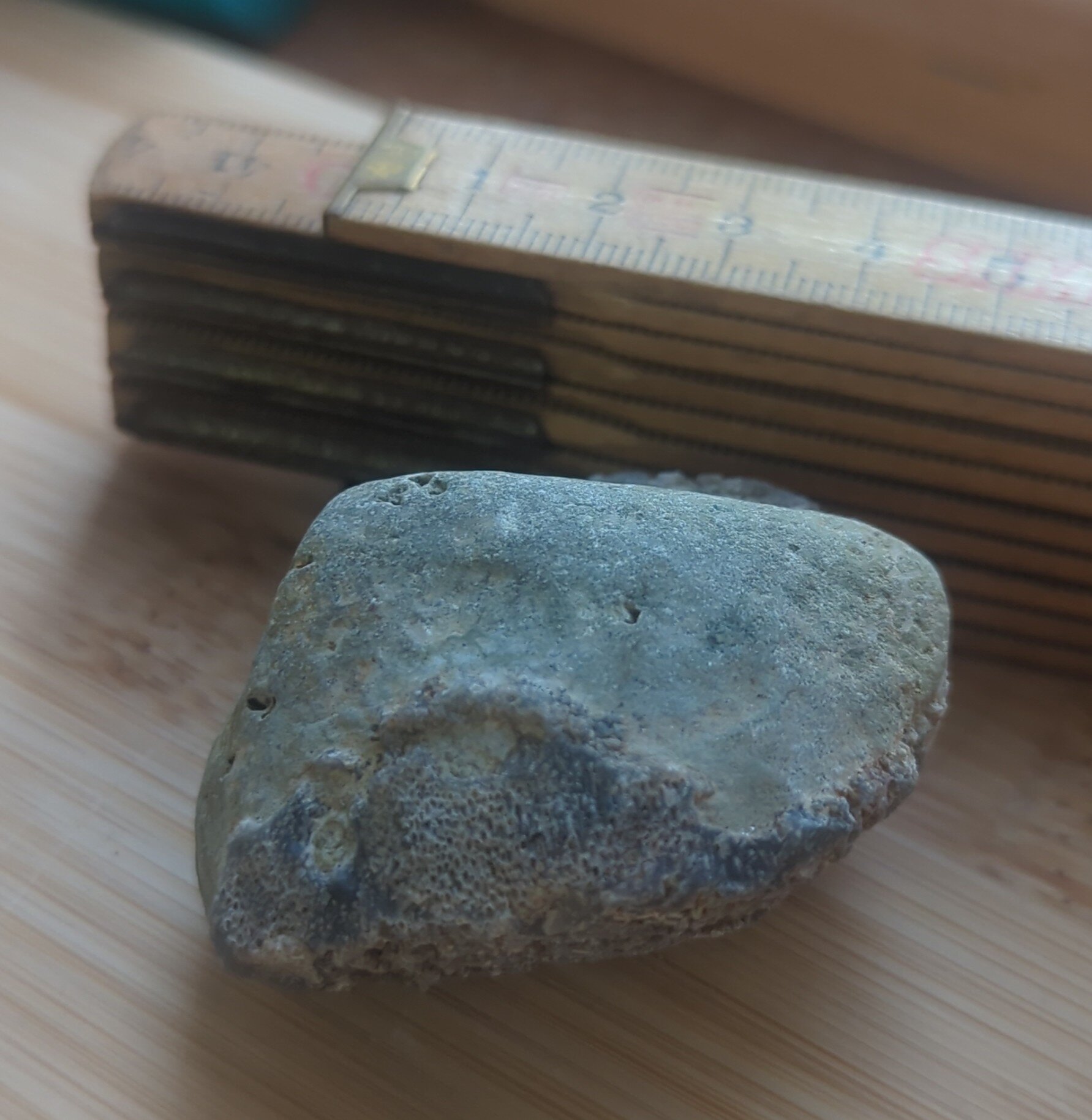 microscopic penta- or hexagonal structure in rock - Fossil ID - The ...