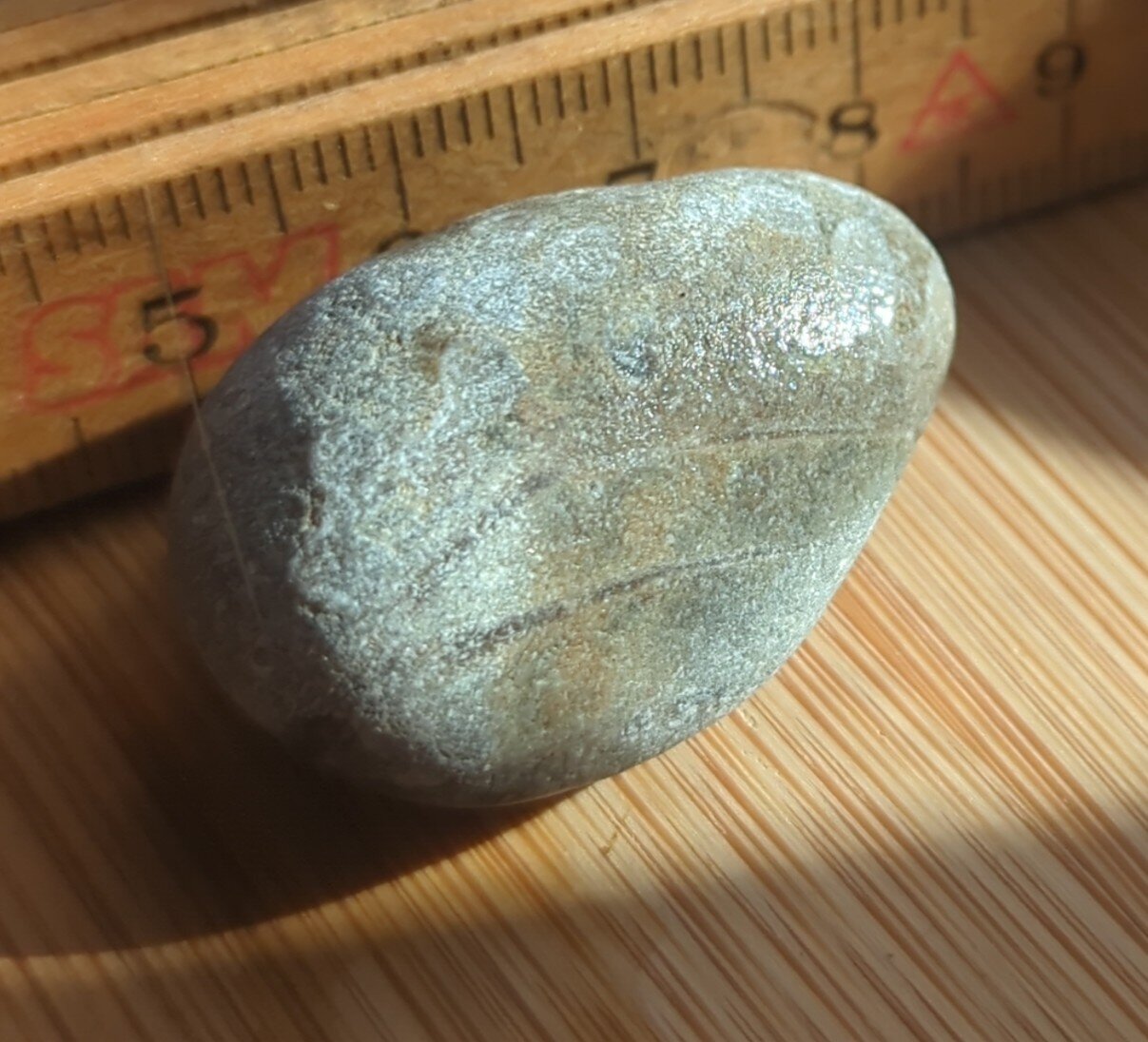 chambered fossil fragment and circular pattern - Fossil ID - The Fossil ...