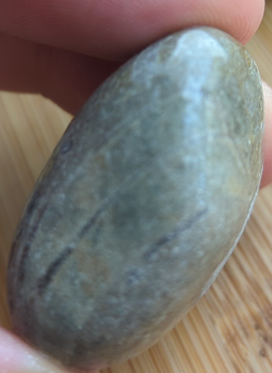 chambered fossil fragment and circular pattern - Fossil ID - The Fossil ...
