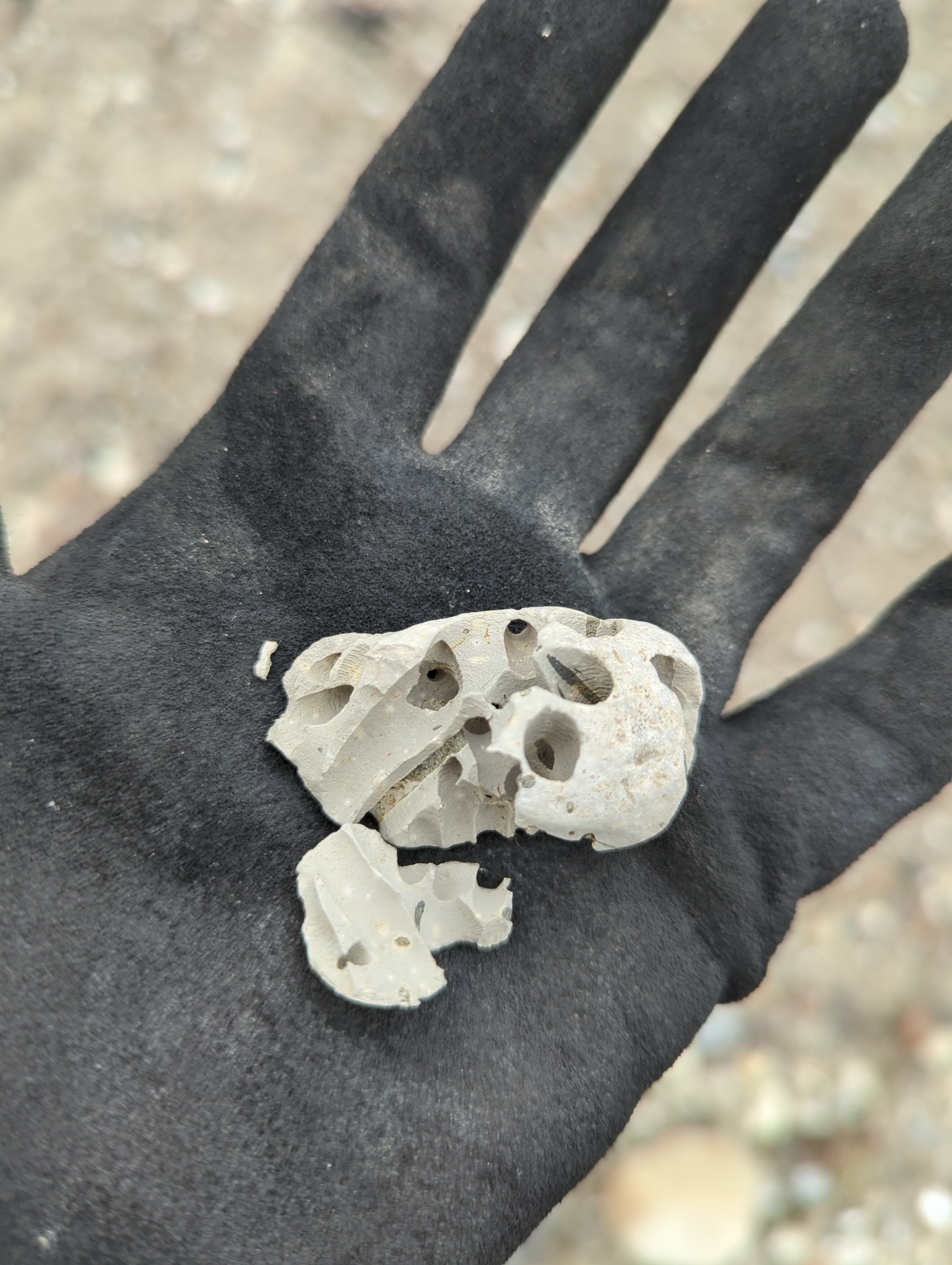fragile grey rock with holes - Fossil ID - The Fossil Forum